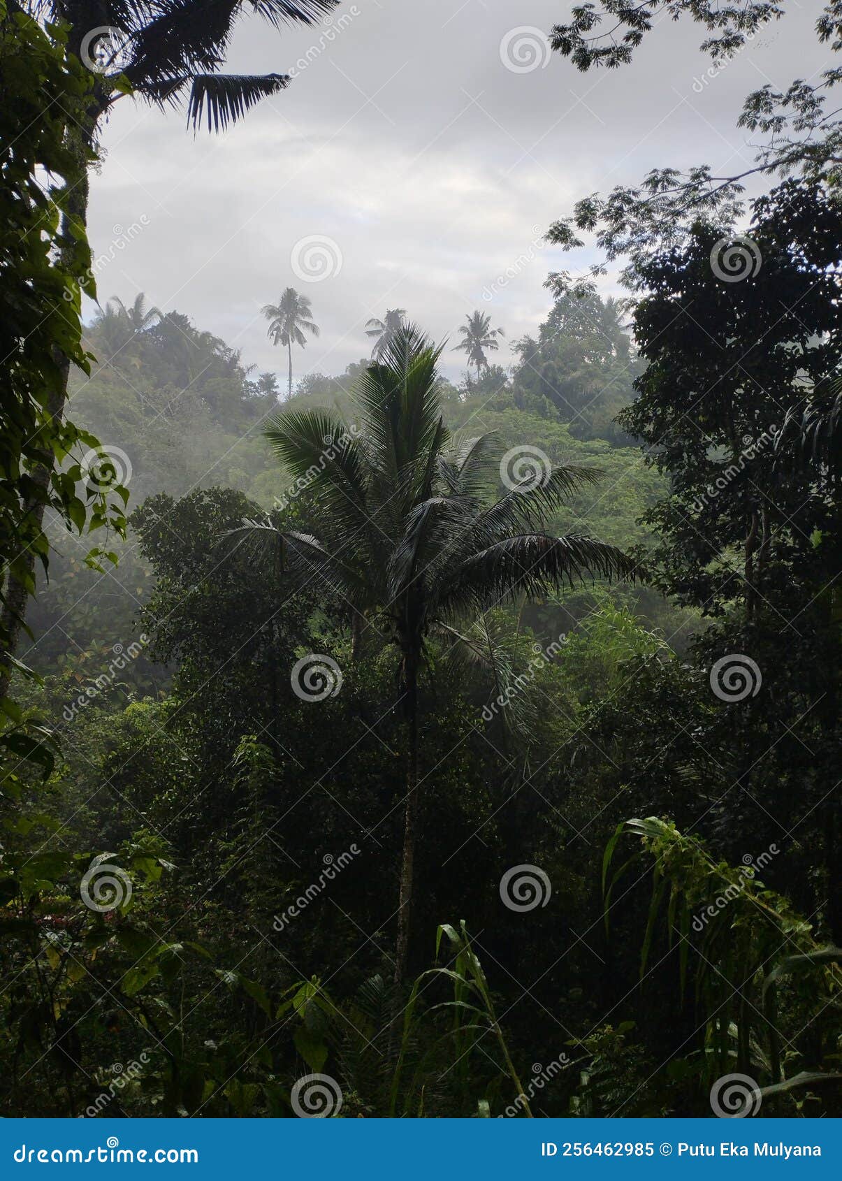 Tropical forest stock image. Image of copy, dramatic - 256462985