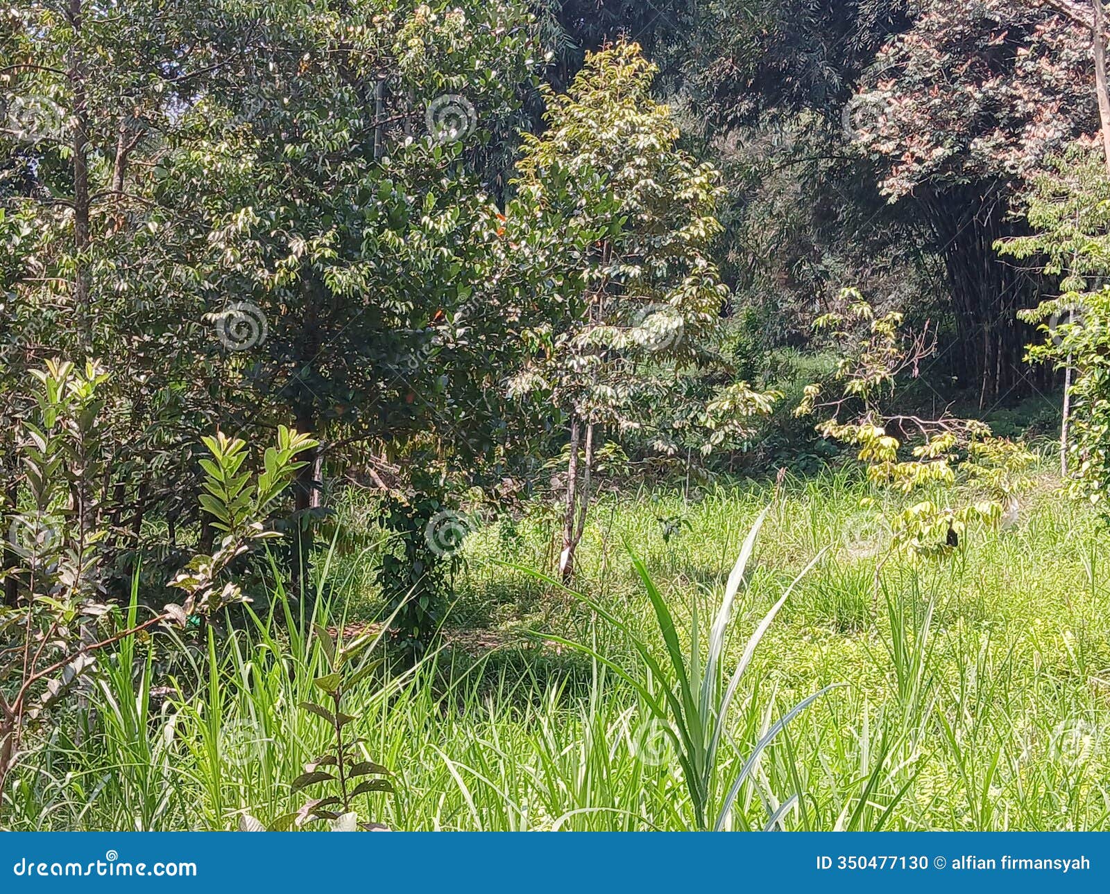 Tropical Forest with Various Types of Vegetation Stock Photo - Image of ...