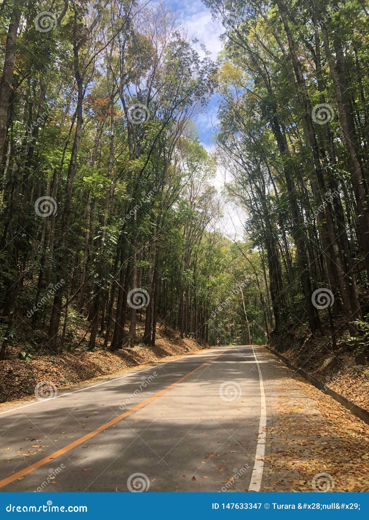 Trip road view forest stock image. Image of tourist - 147633347