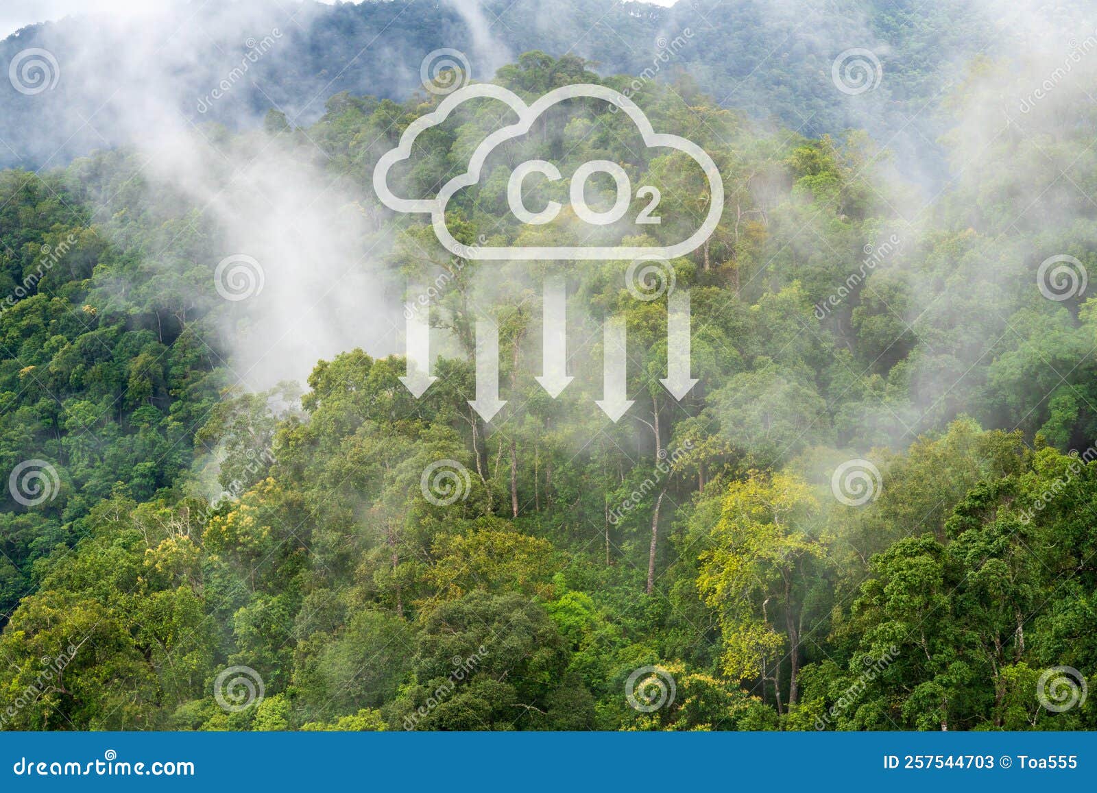 Tropical Forests Can Absorb Large Amounts of Carbon Dioxide from the ...