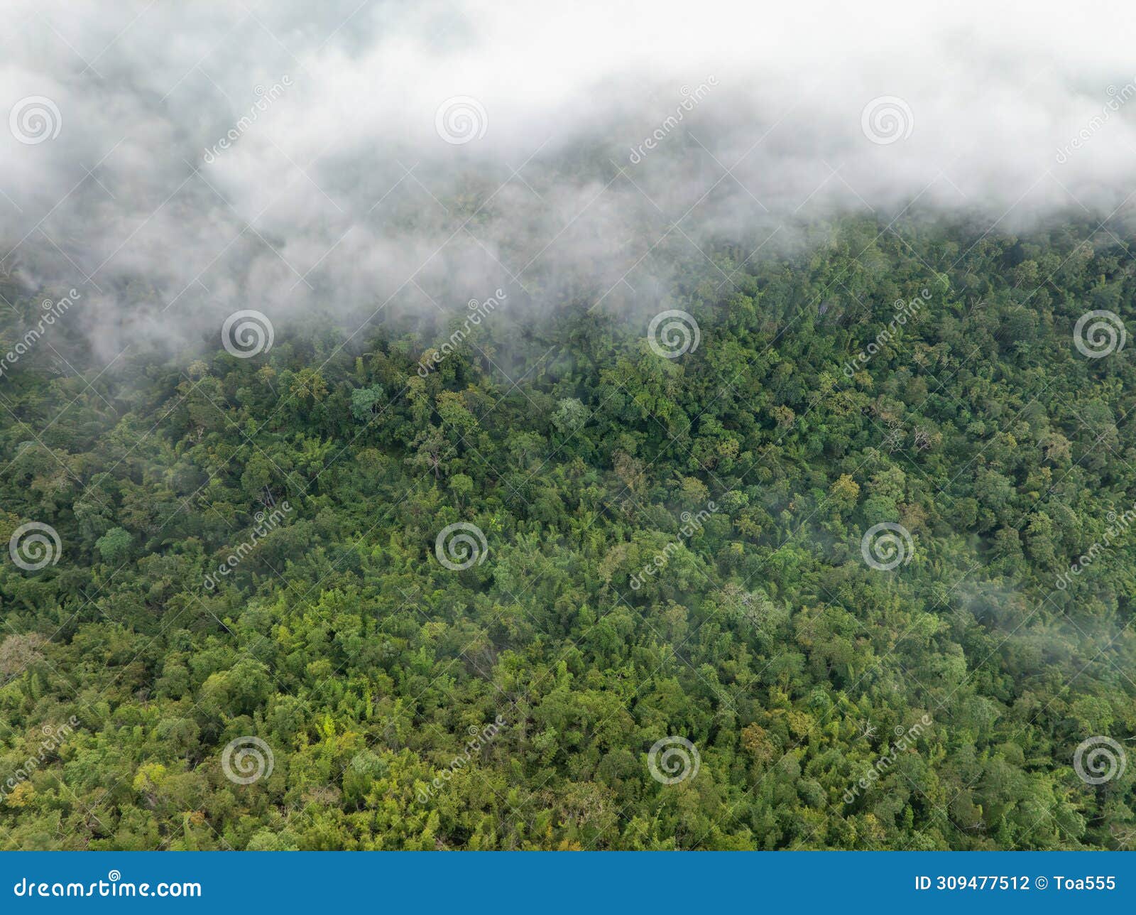 Tropical Forests Can Absorb Large Amounts of Carbon Dioxide from the ...