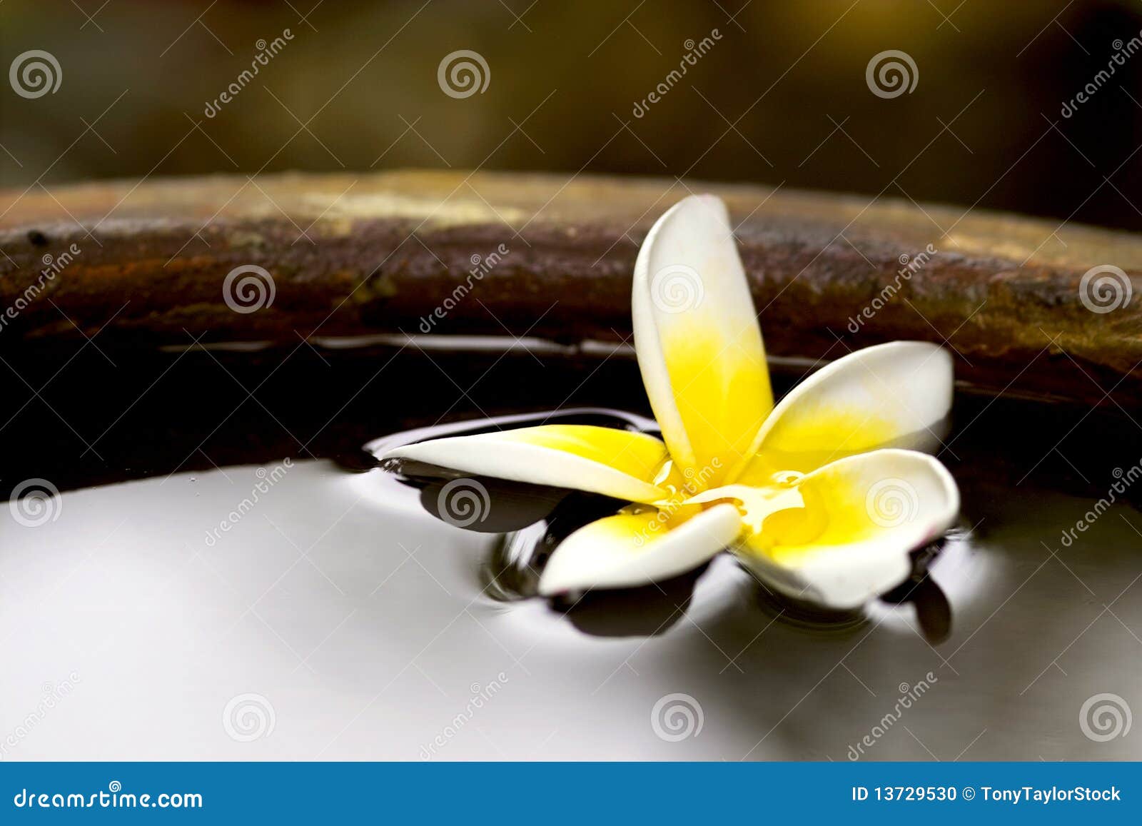 Flower Of Floating Ludwigia Stock Photography | CartoonDealer.com ...