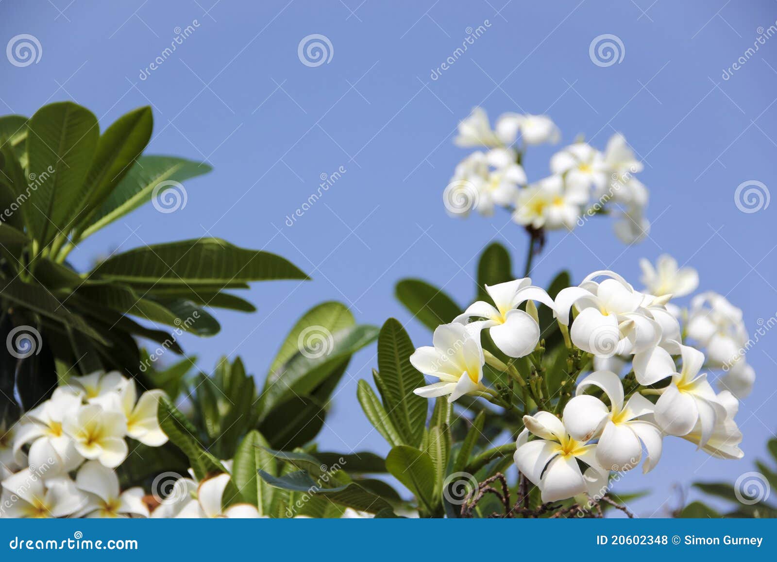 Tropical Frangipani Flowers Blue Sky Stock Photo - Image of southeast ...