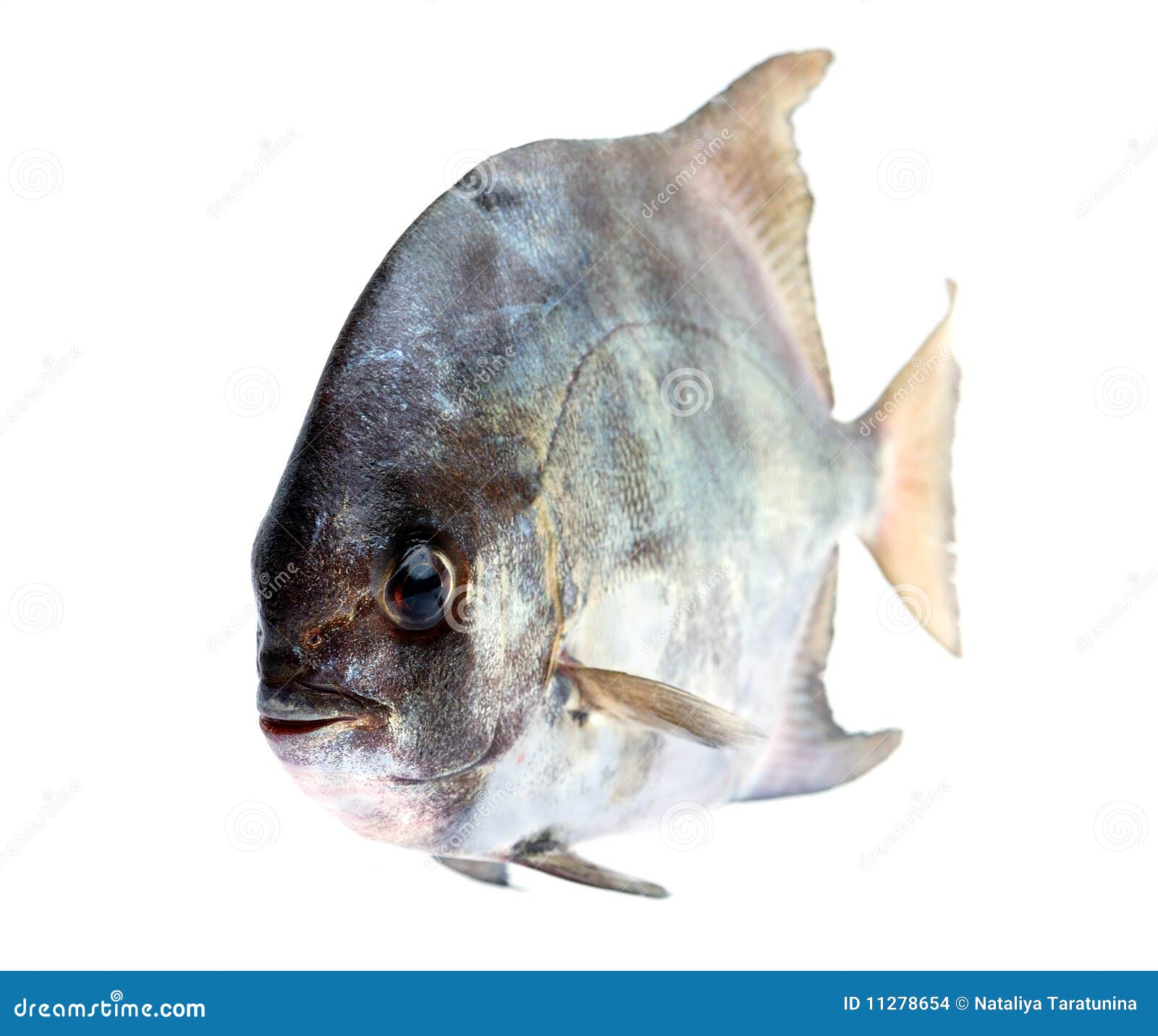Tropical fresh fish stock photo. Image of sight, animal - 11278654