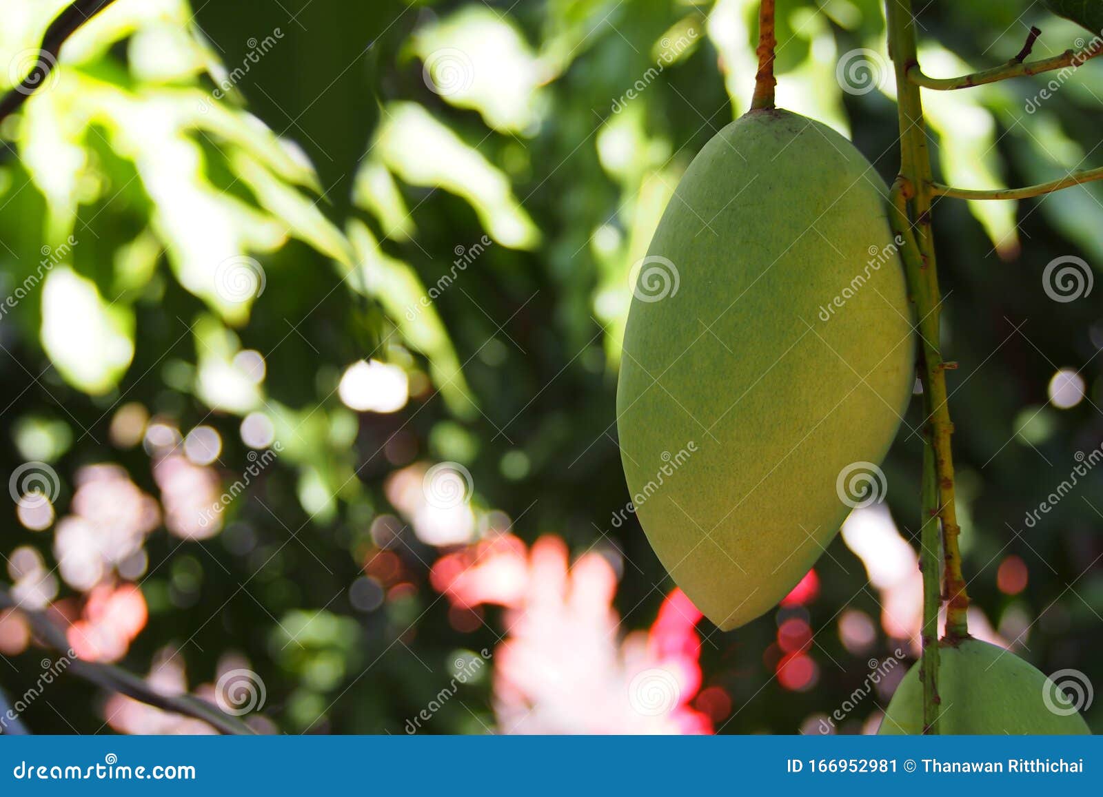 Tropical Fresh Mango Fruit with Blurred Background Stock Image - Image ...