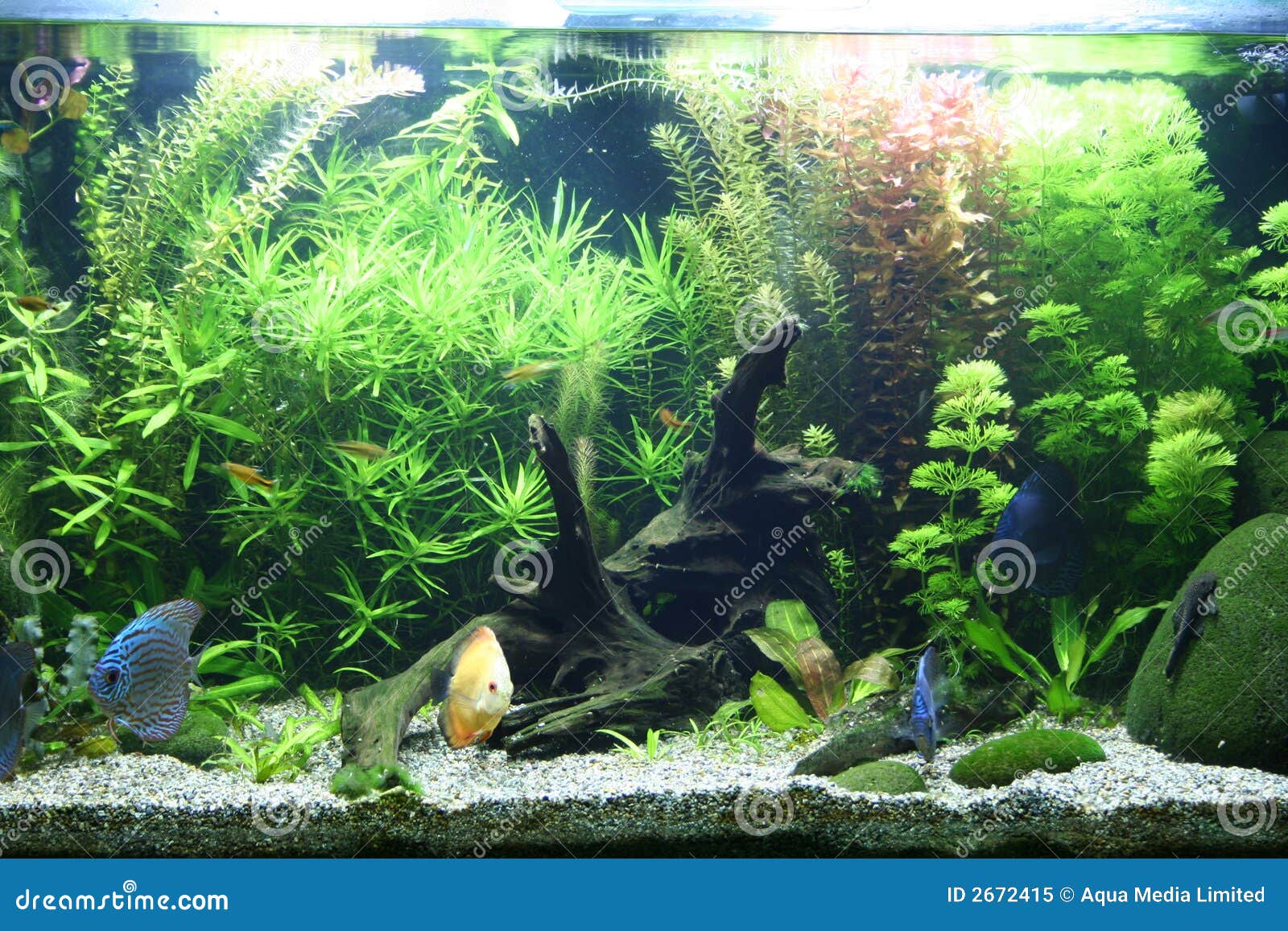 Tropical Freshwater Aquarium Stock Image - Image: 2672415