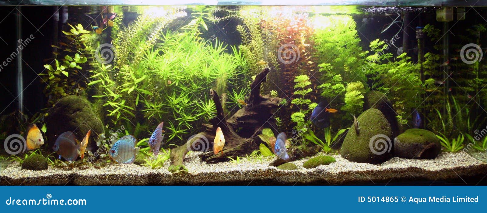 Tropical Freshwater Aquarium Stock Image - Image of aequifasciatus ...