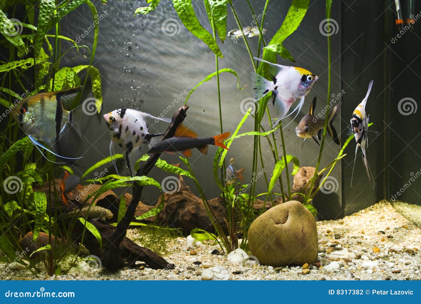 Tropical Freshwater Fish Tank