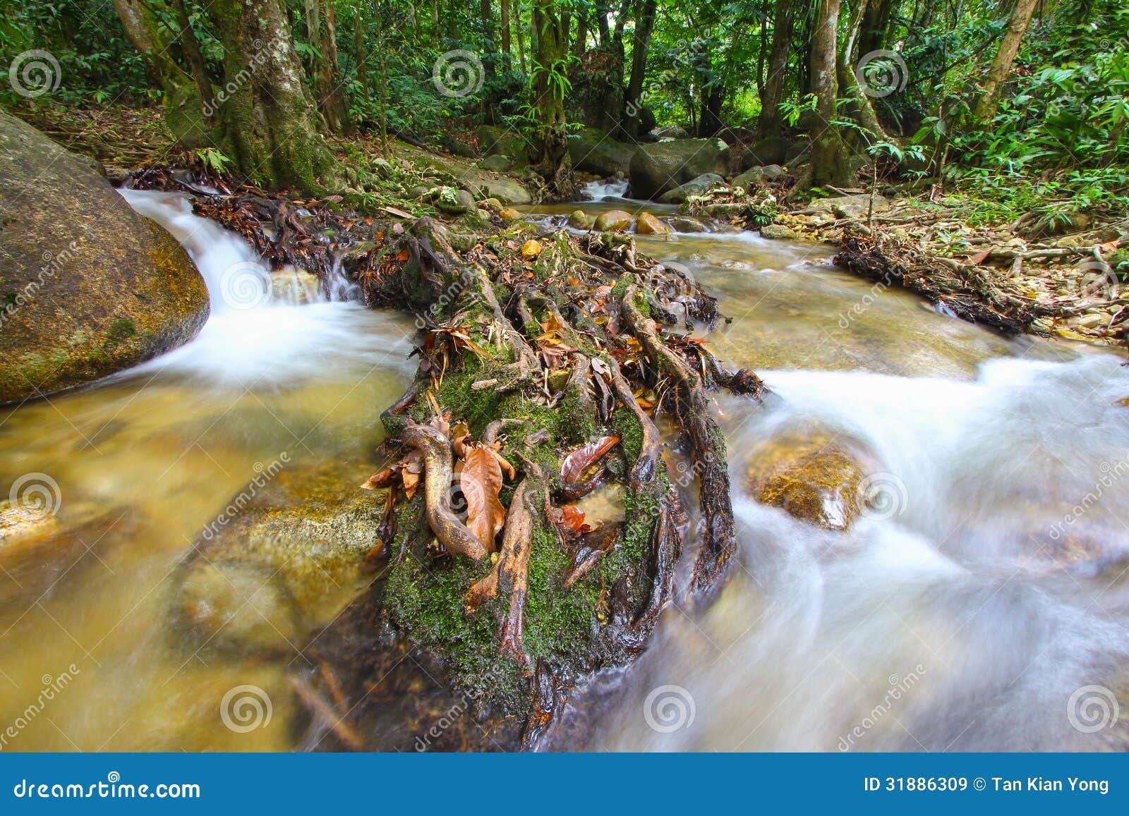 Tropical Freshwater Stream in Forest Stock Image - Image of natural ...