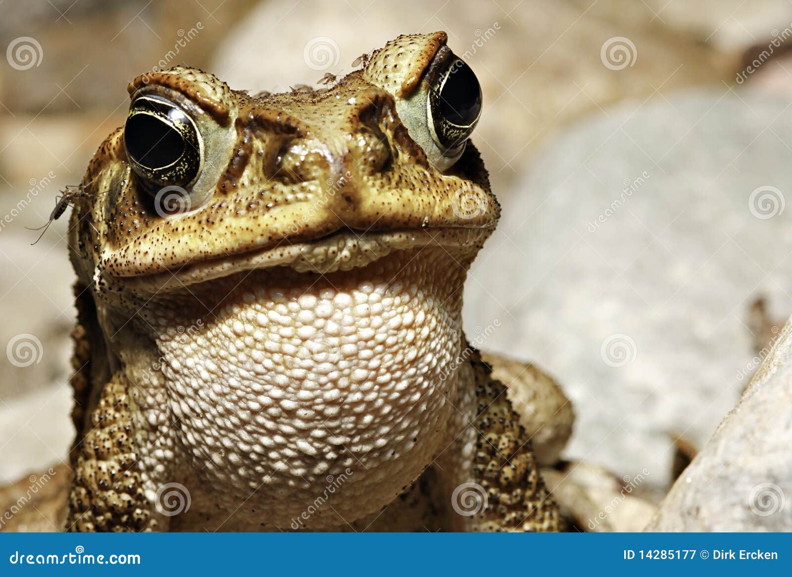 Tropical Frog Bitten by Mosquito Rainforest Jungle Stock Image - Image ...