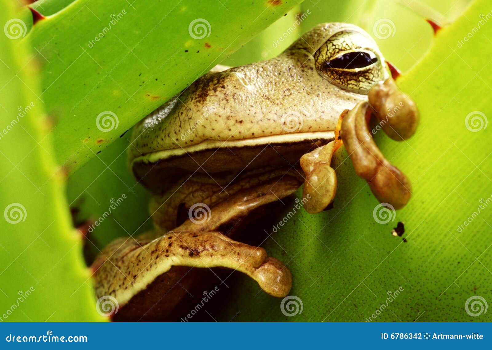 Tropical Frog in Green Bromeliad Stock Photo - Image of thorn, thorns ...