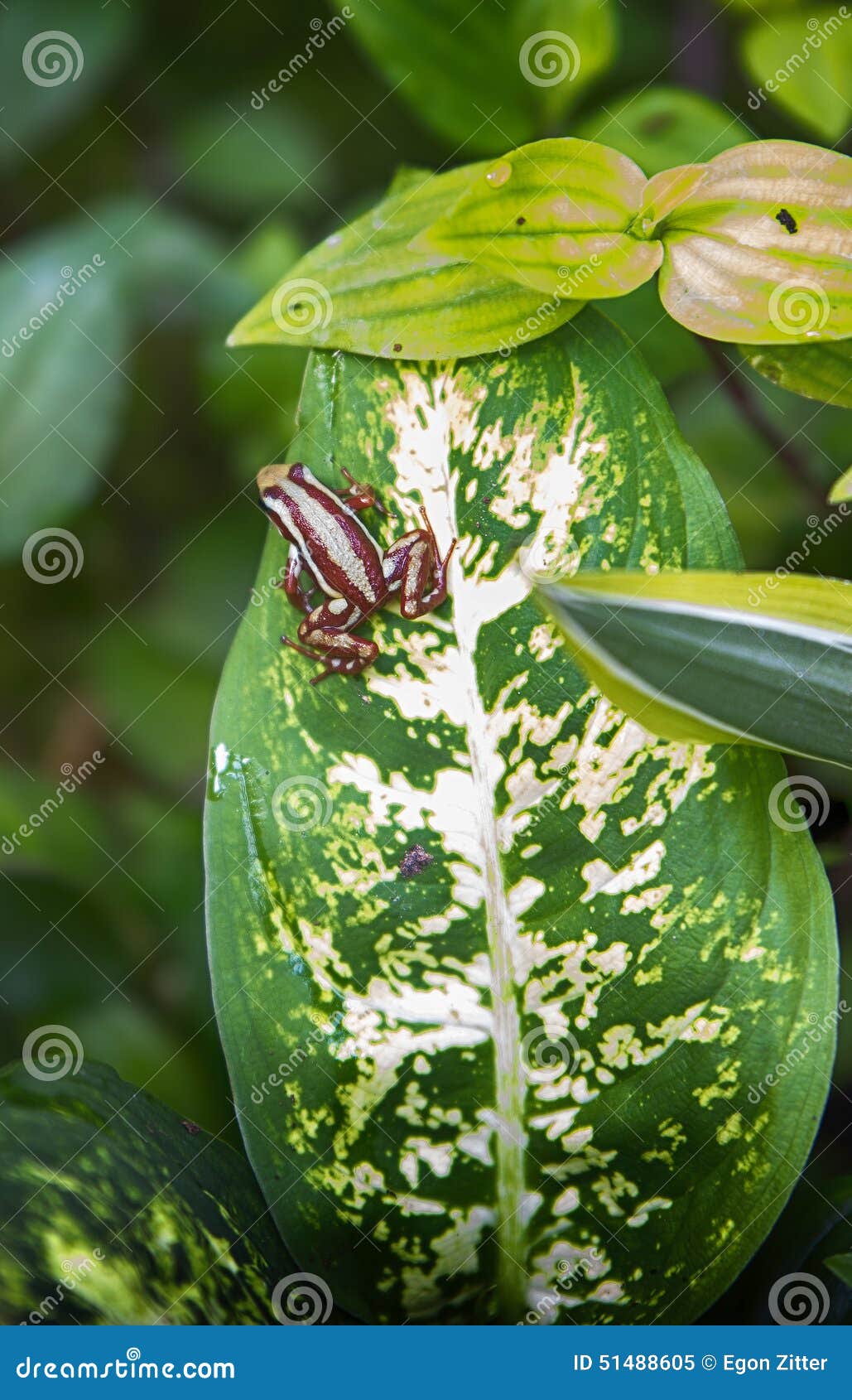 Tropical Frog Bitten By Mosquito Rainforest Jungle Royalty-Free Stock ...