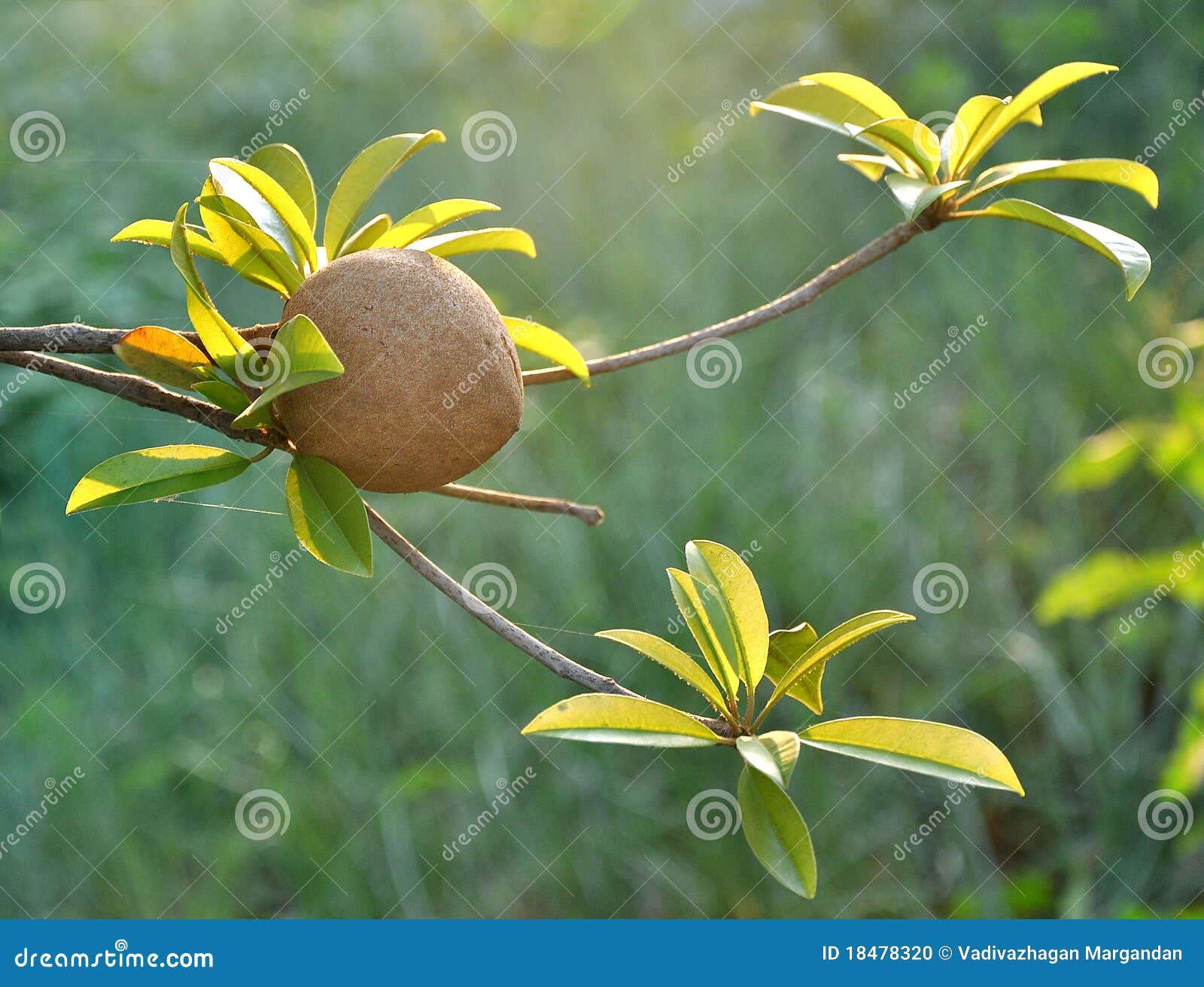 Tropical fruit - Chiku stock photo. Image of branch, nature - 18478320