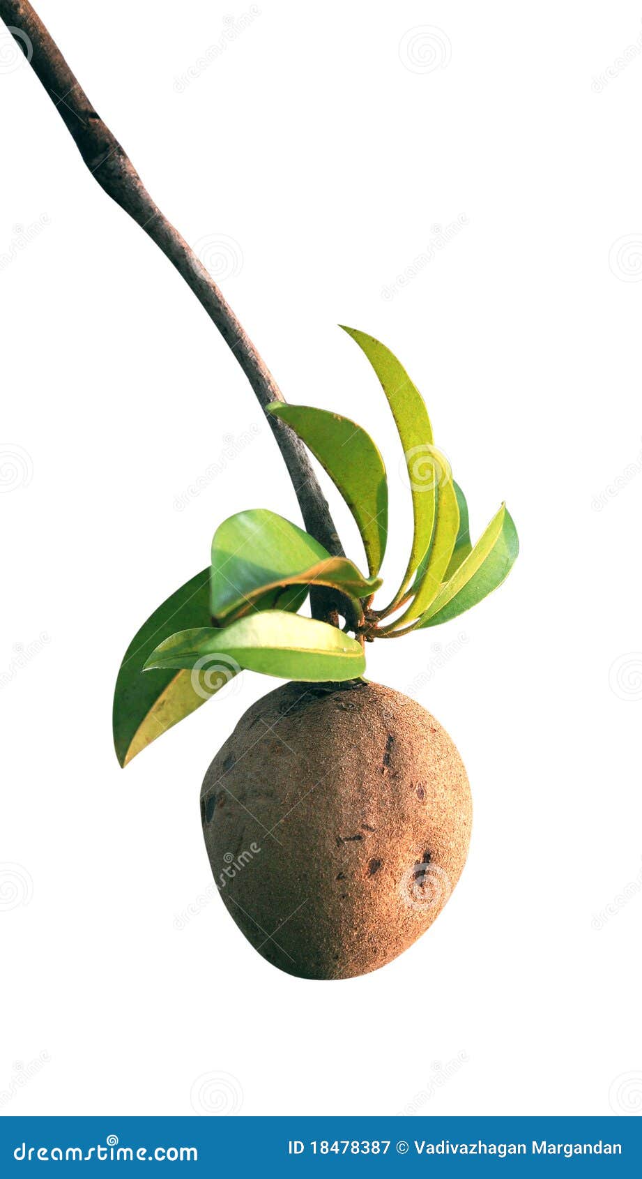 Tropical fruit - Chiku stock image. Image of isolated - 18478387