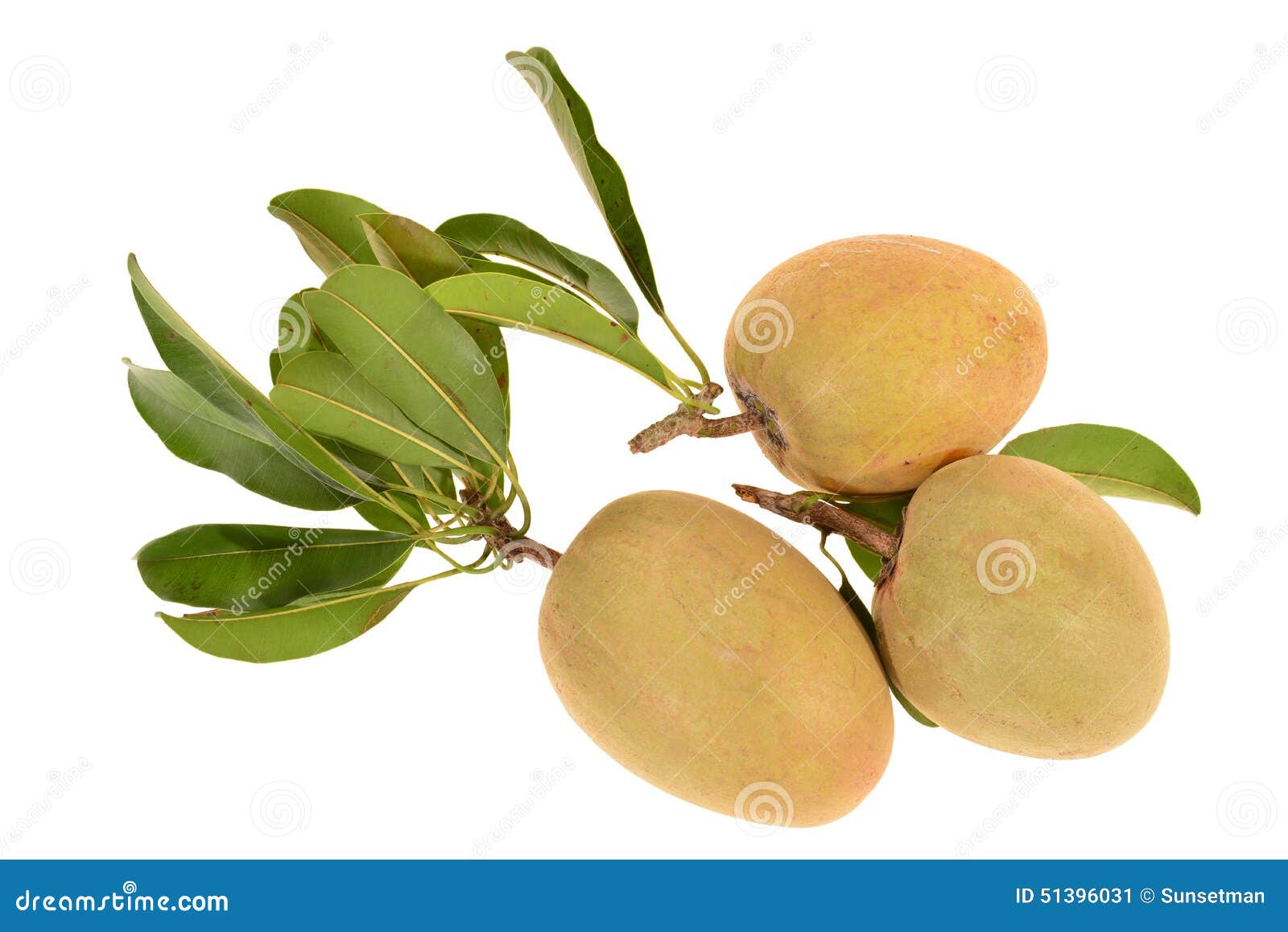 Tropical Fruit, Chiku stock image. Image of segment, texture - 51396031