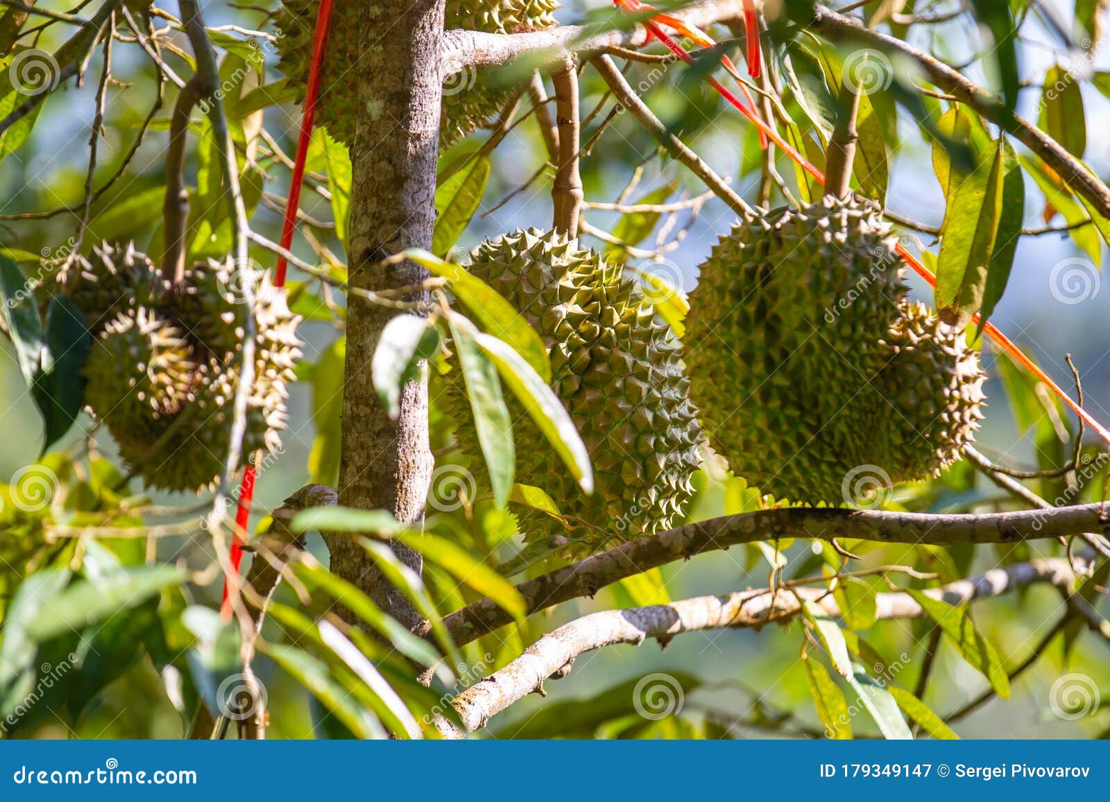 Tropical Fruit Durian Prickly and Strongly Smelling Grows on a Tree ...
