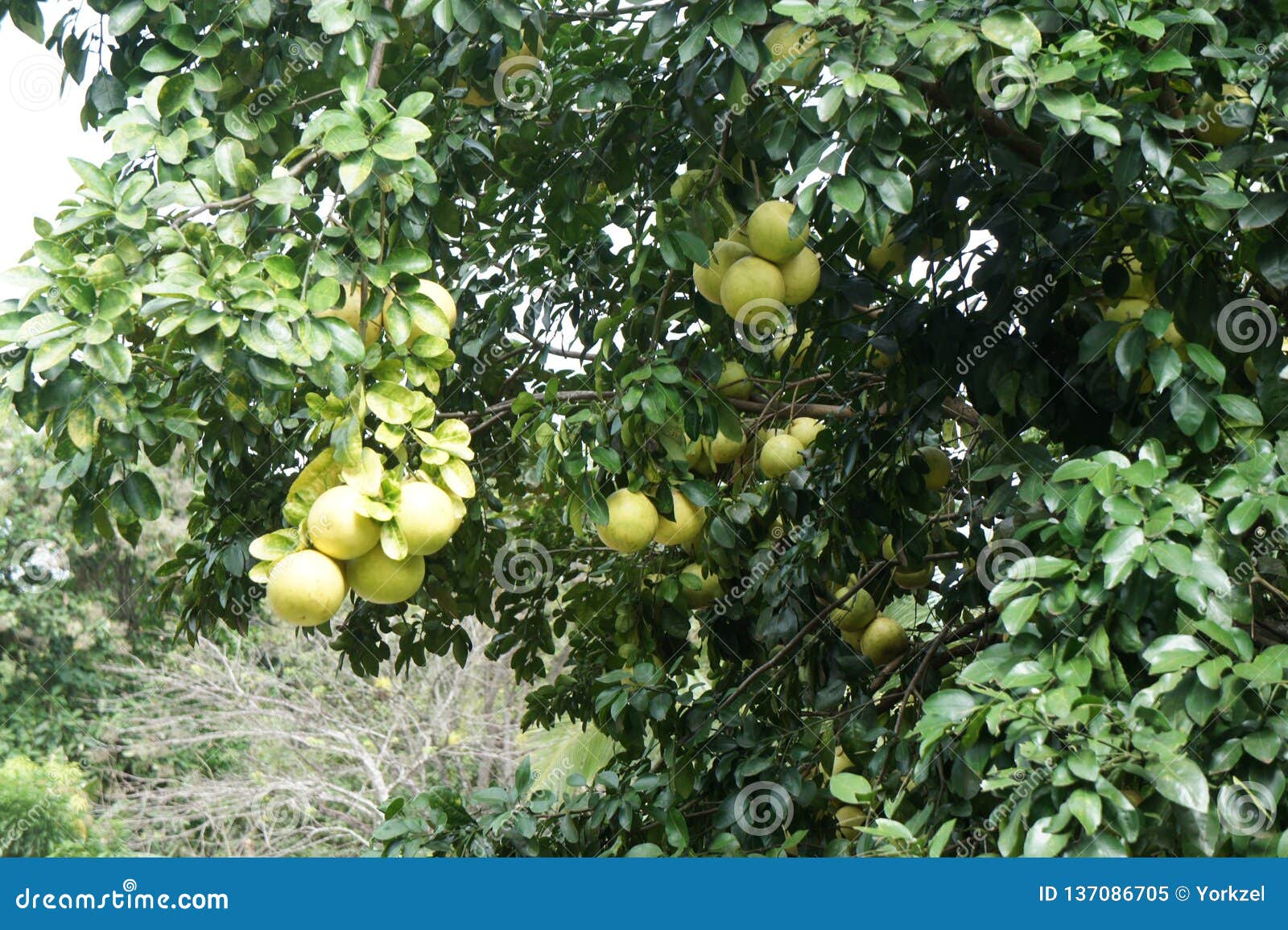Tropical Fruit Growing on a Tree in Panama Stock Image - Image of ...
