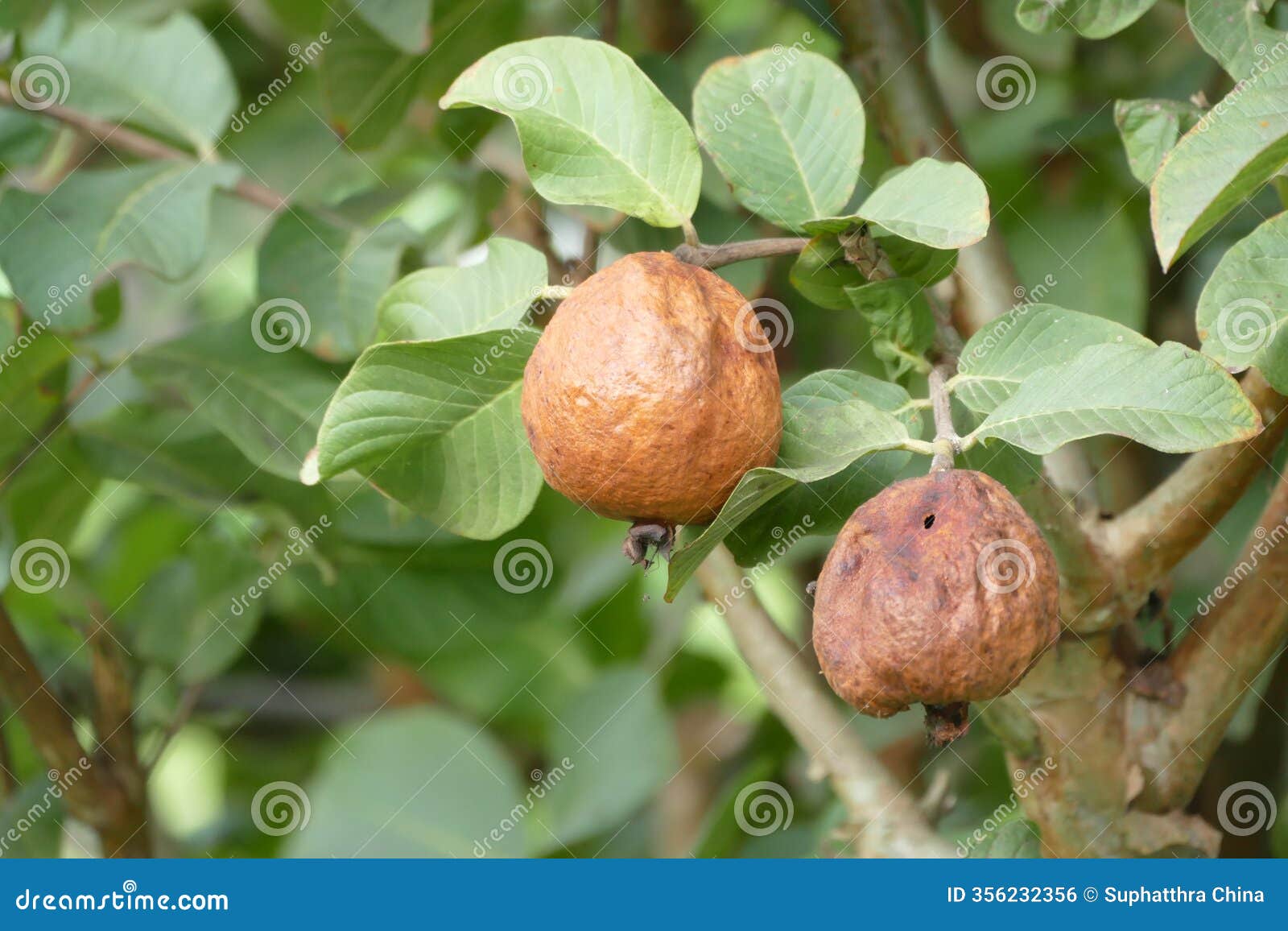 Guava Tree With Green Leaves. The Name Of The Plant Is Psidium Guajava ...