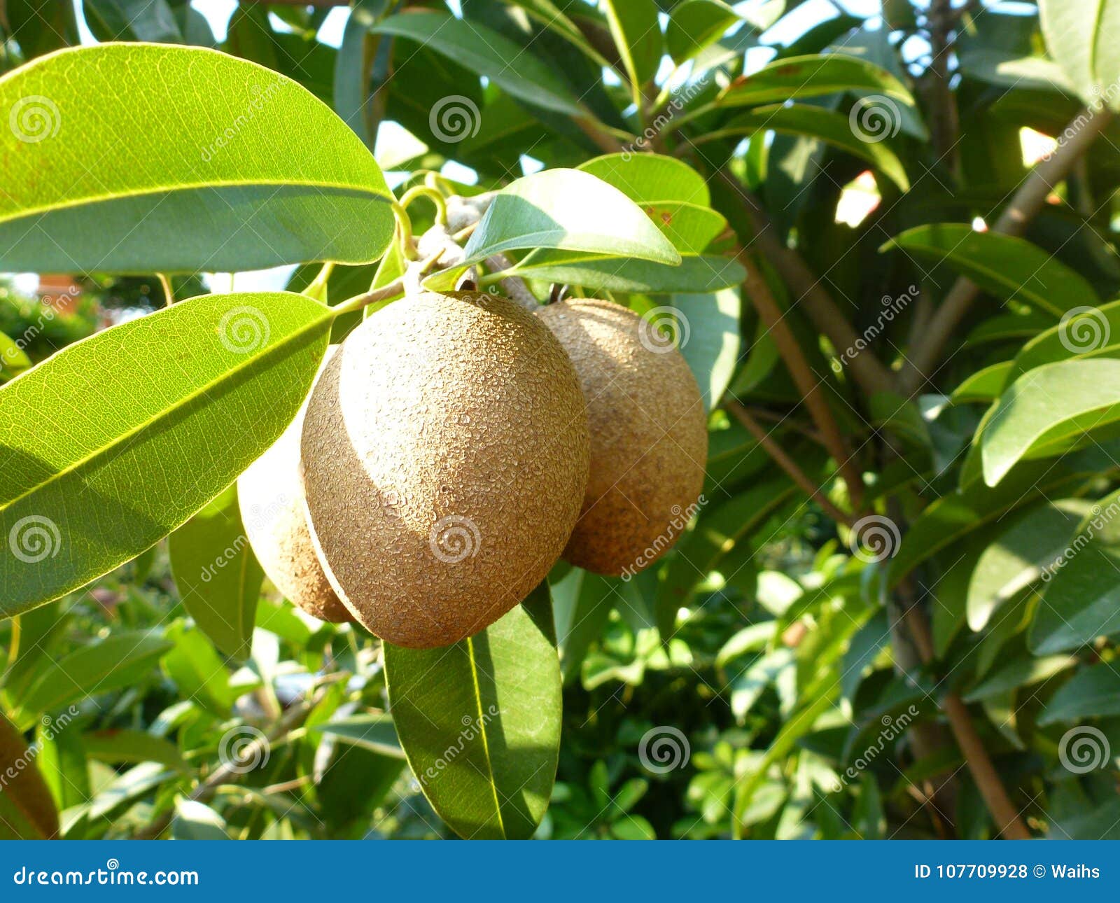 Tropical Fruit, Interesting Sapodilla in Fruit Trees Stock Photo ...
