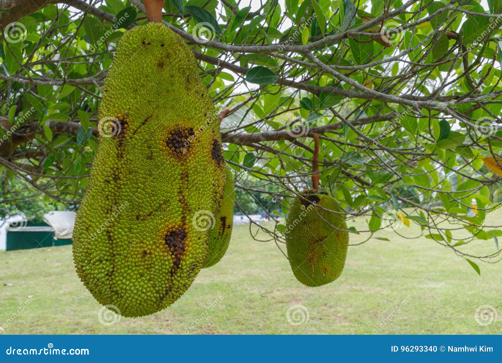 Tropical Fruit Jackfruit on the Tree Stock Photo - Image of food, fruit ...