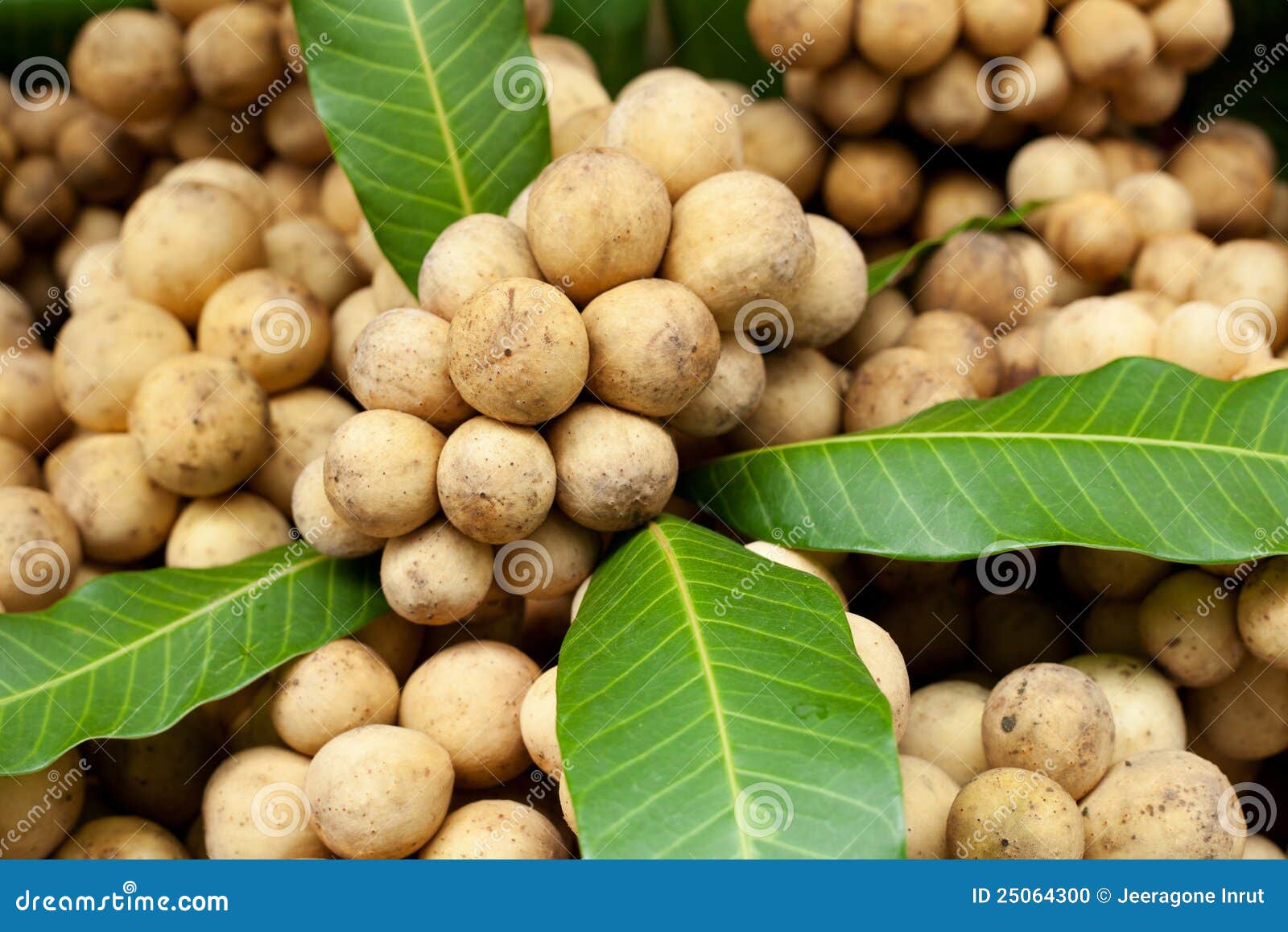 Tropical fruit langsat stock photo. Image of exotic, asia - 25064300