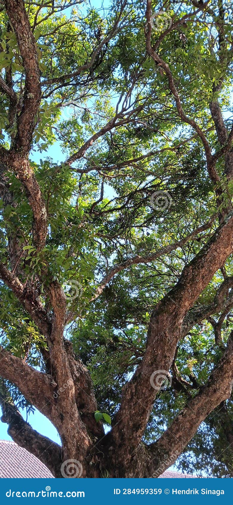 Tropical Fruit Old Longanese Tree Stock Image - Image of fruit ...