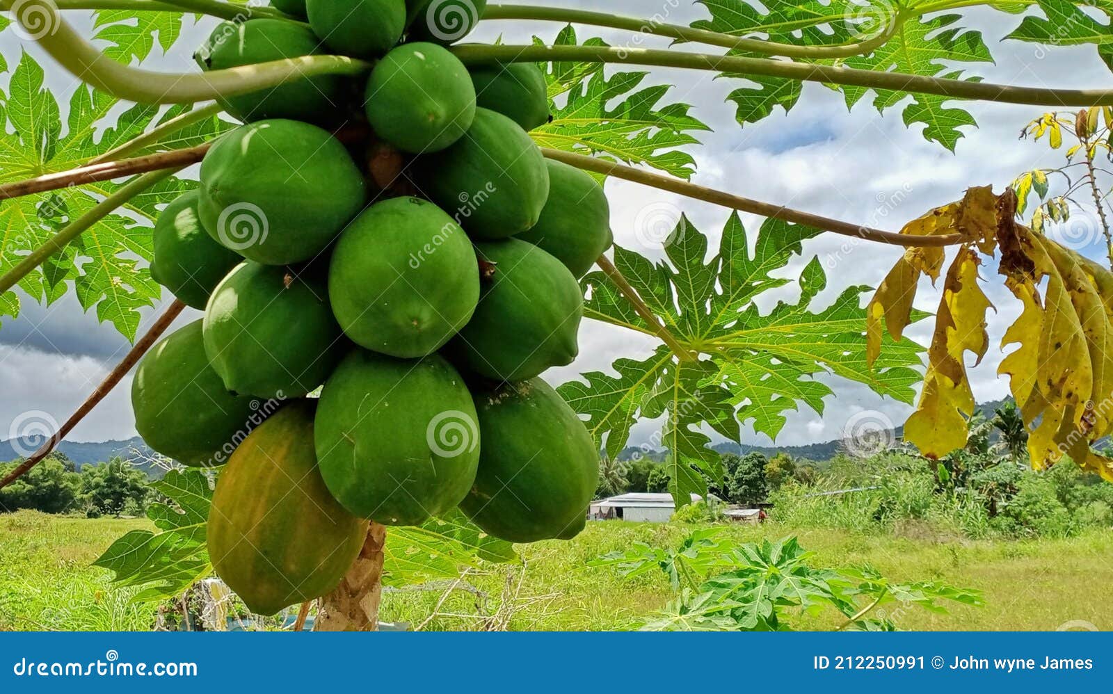Tropical fruit papaya stock image. Image of papay, fruit - 212250991