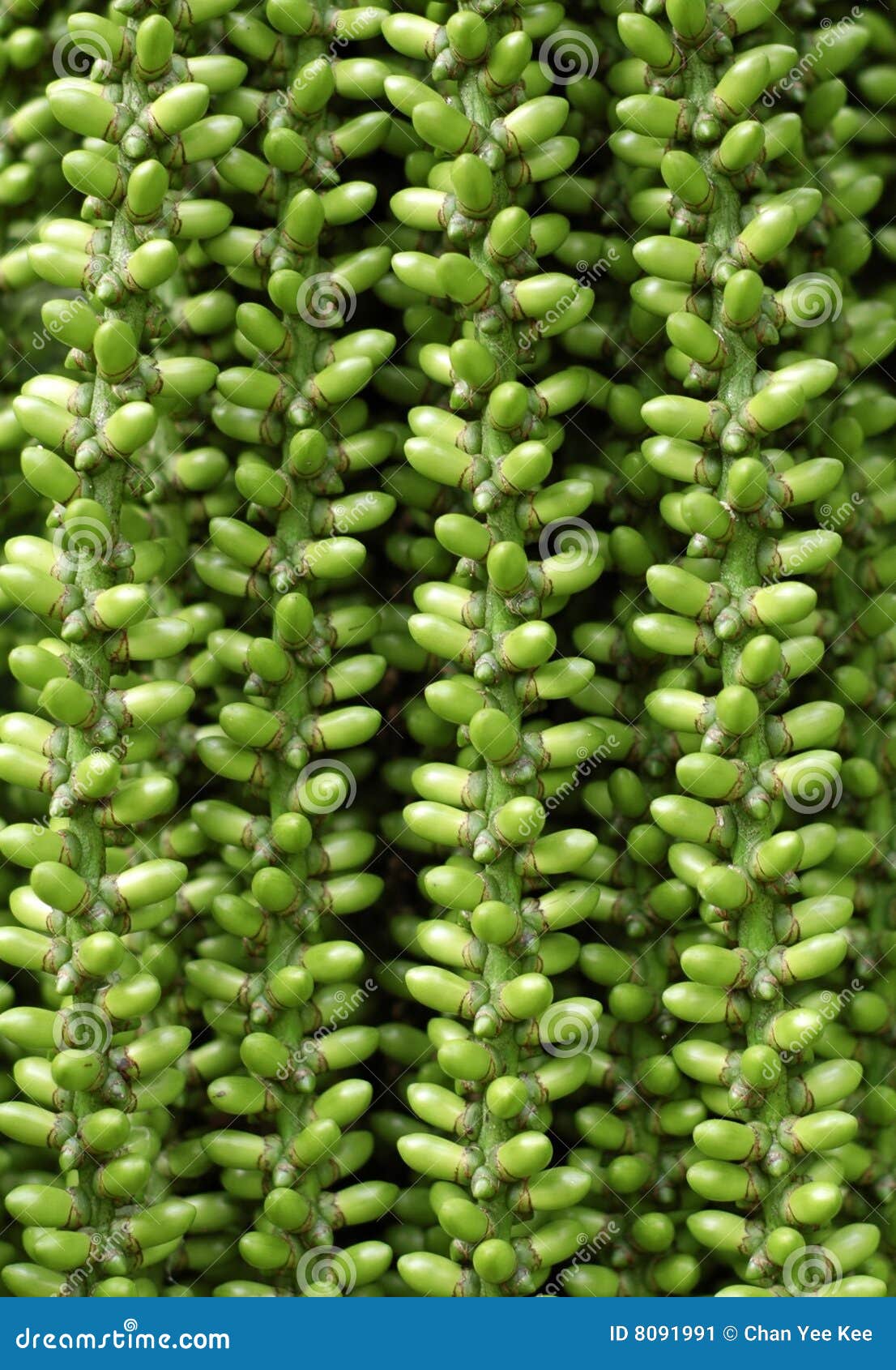 Tropical Fruit of Queen Palm Stock Image - Image of bunch, coco: 8091991