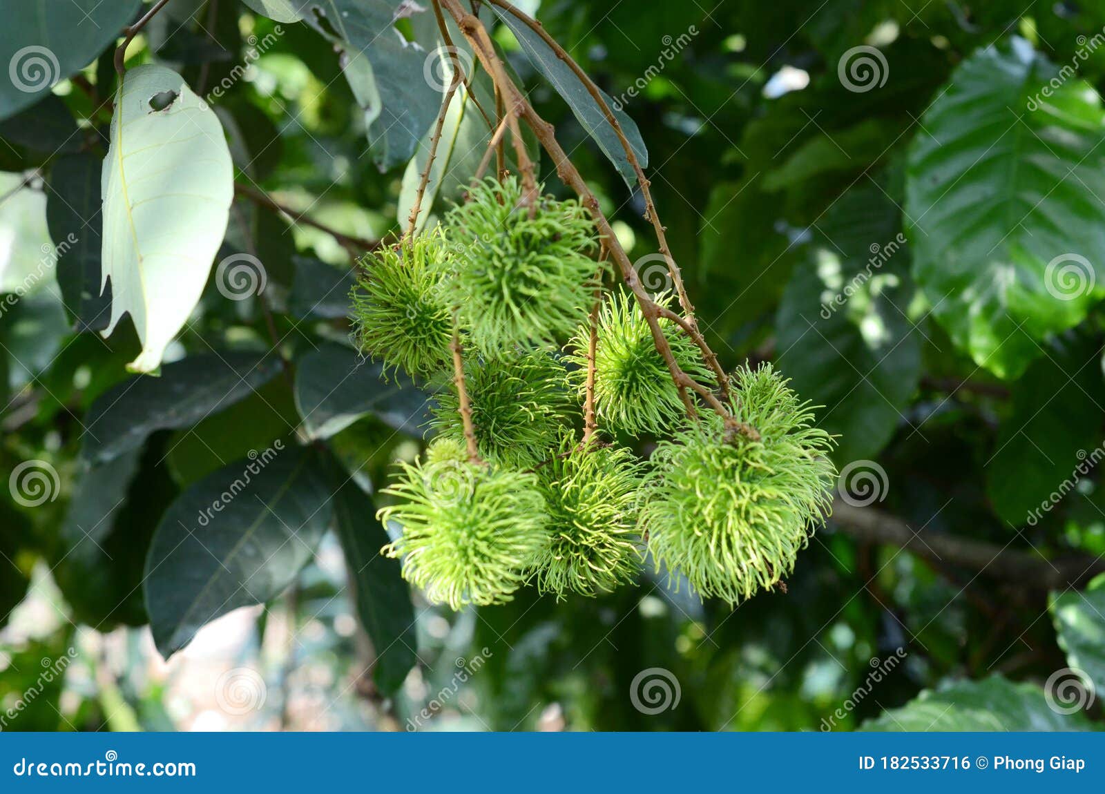 Tropical Fruit, Rambutan on Tree. Stock Photo - Image of food, hairy ...