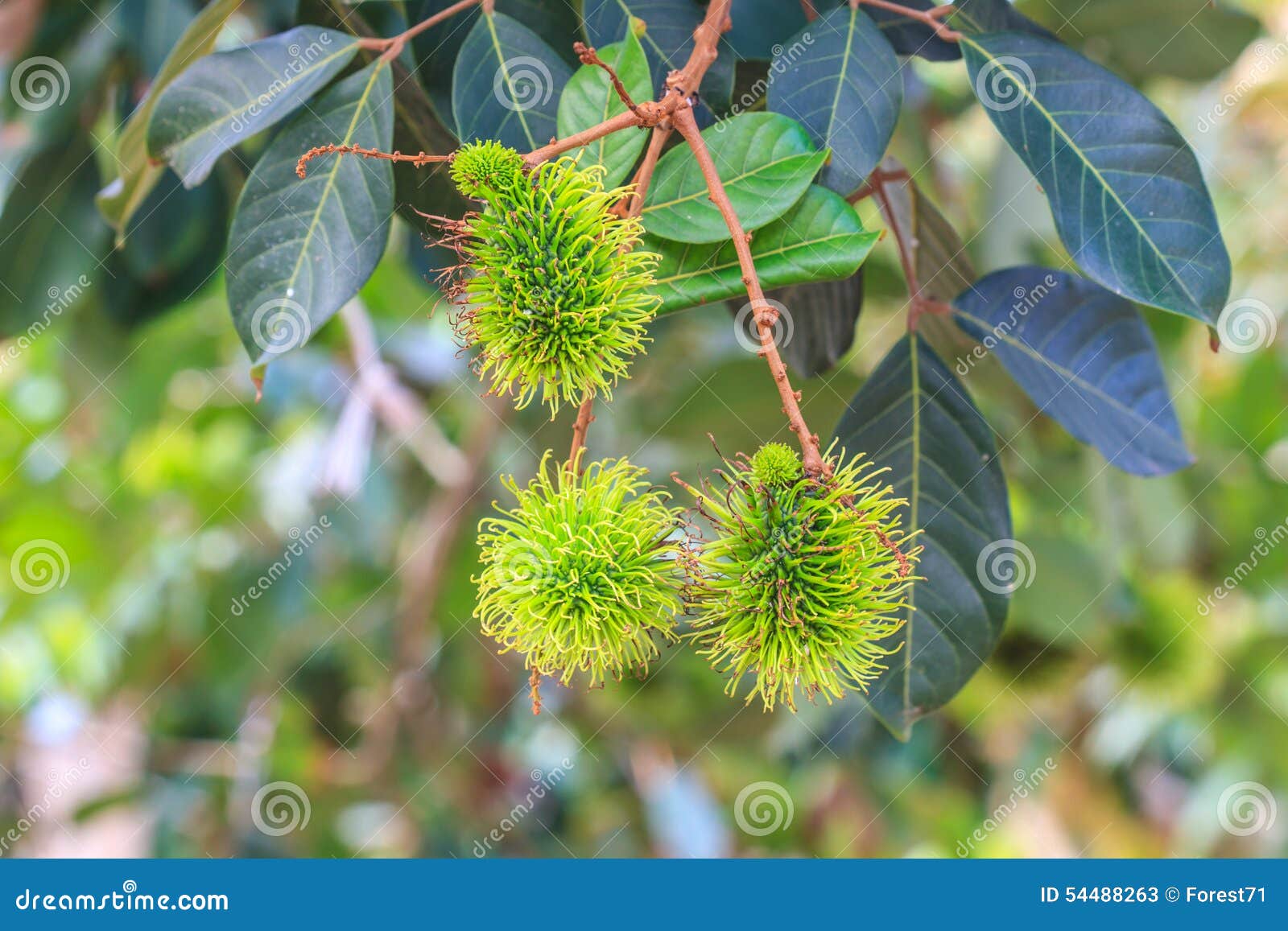 Tropical Fruit, Rambutan on Tree Stock Image - Image of asia, dessert ...