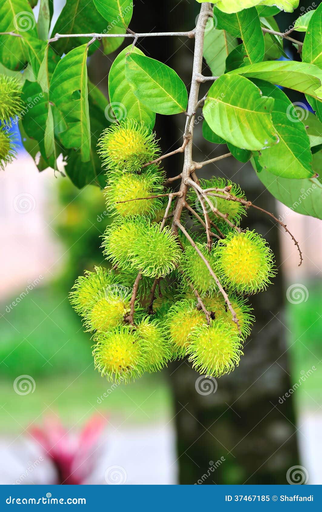 Tropical Fruit, Rambutan on Tree Stock Image - Image of agriculture ...