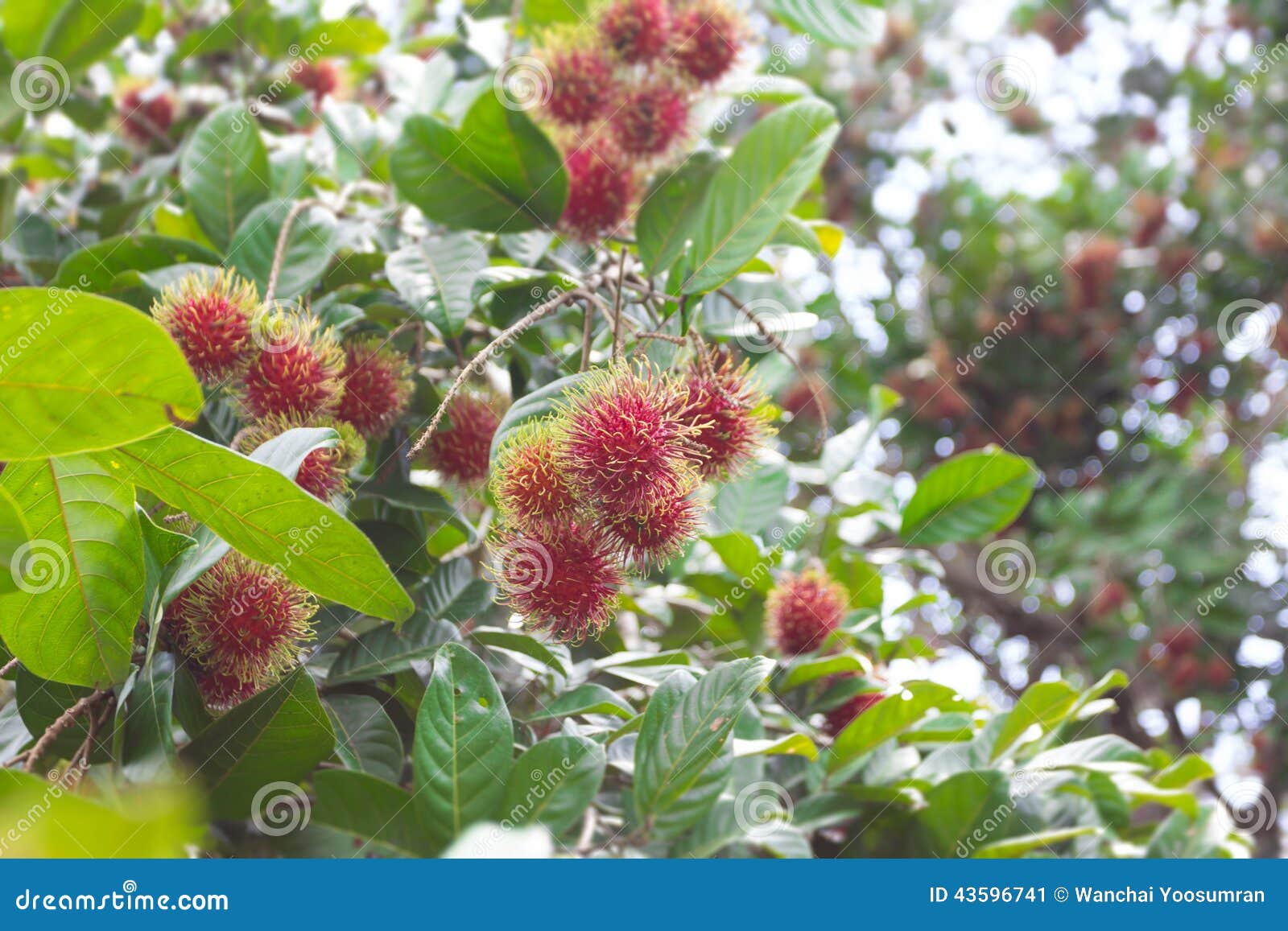 Tropical Fruit, Rambutan on Tree Stock Image - Image of nutritious ...