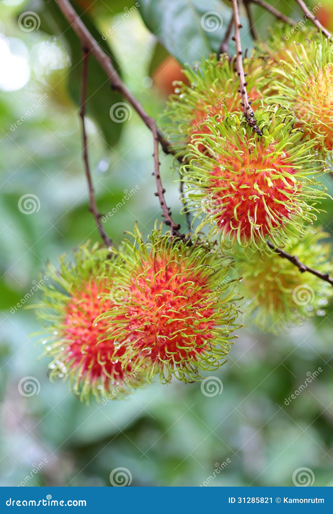 Tropical Fruit, Rambutan on Tree Stock Image - Image of fresh, food ...
