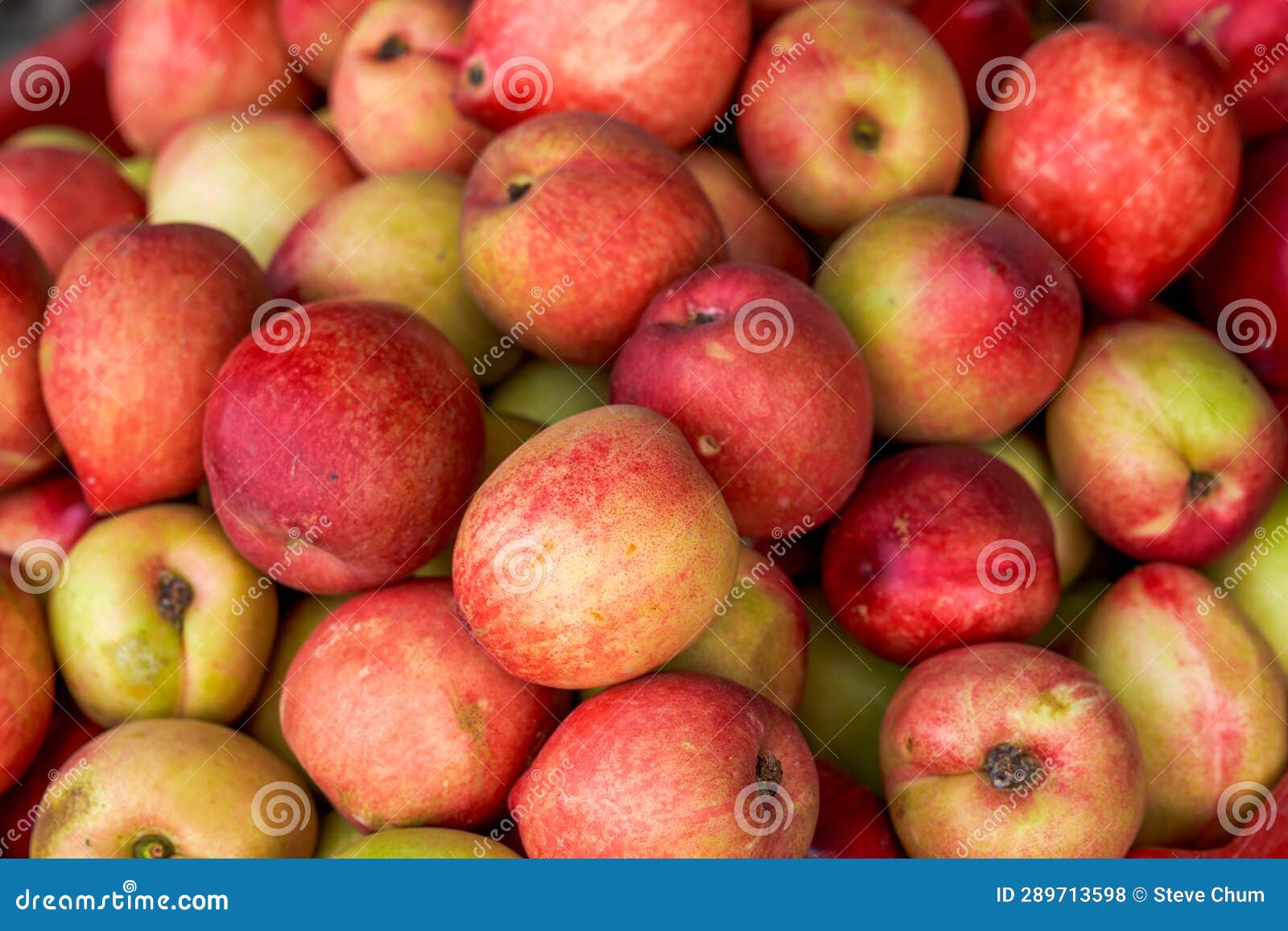 Tropical Fruit, Ripe Red Mango Close-up Stock Photo - Image of branch ...