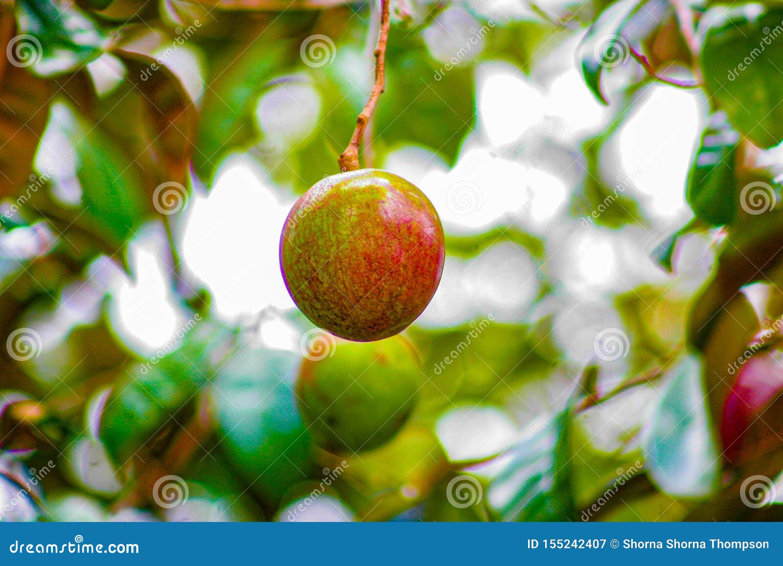 Tropical fruit stock image. Image of moonfruit, fruit - 155242407