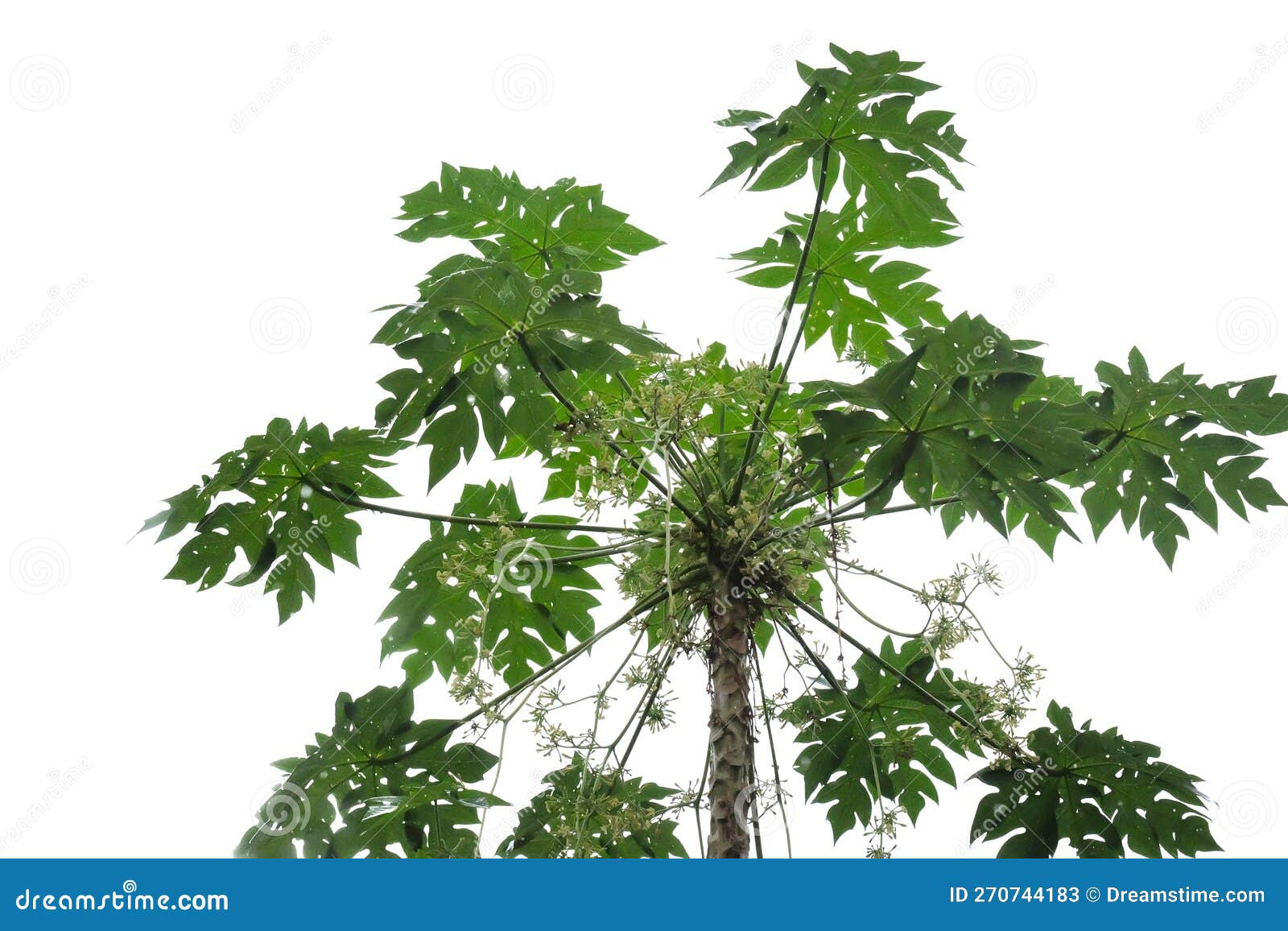 A Papaya Tree with Leaves on White Isolated Background for Green ...