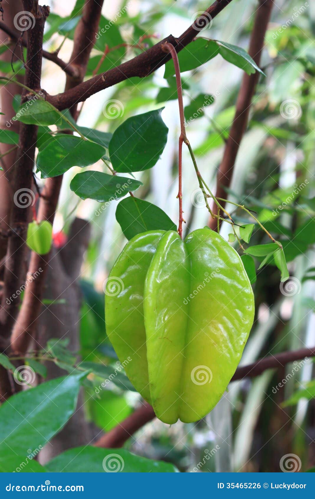 Tropical Star Fruit Tree stock photo. Image of vegetable - 35465226