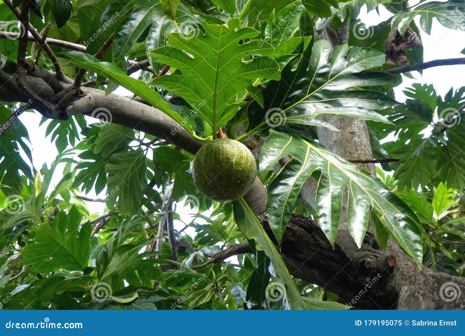 Tropical fruit on a tree stock image. Image of barbados - 179195075