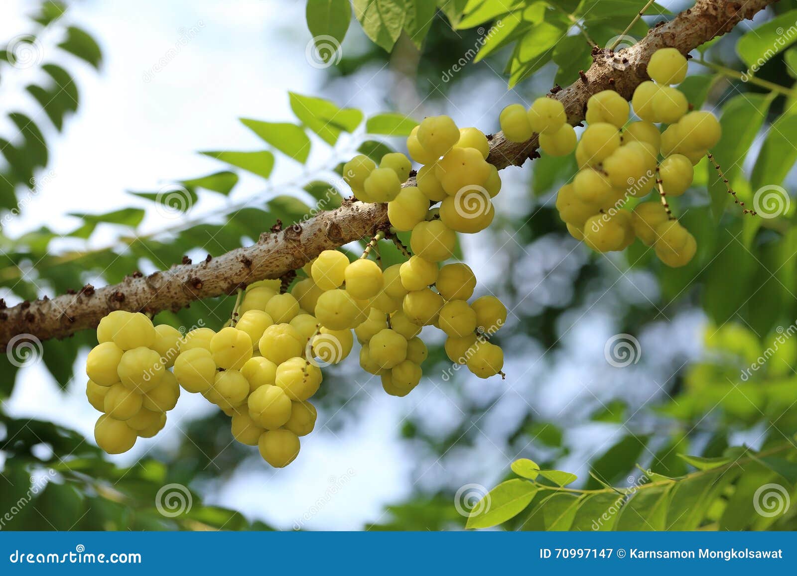 Tropical Fruits, Star Gooseberry on Tree Stock Image - Image of food ...