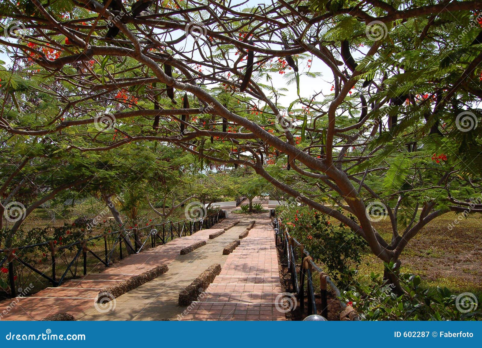 Tropical garden stock image. Image of road, tropical, green - 602287