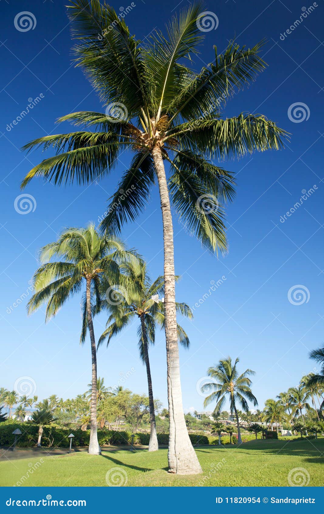 Tropical Garden with Palm Trees Stock Photo - Image of bright, stone ...