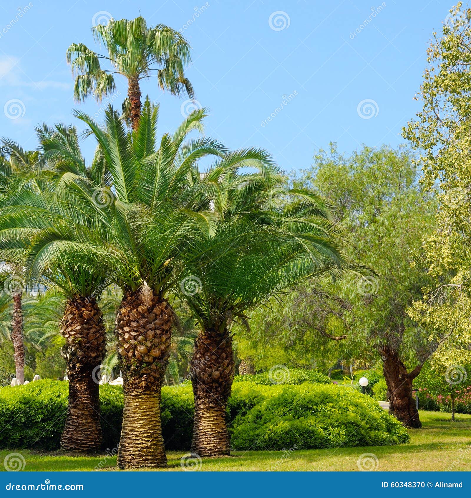 Tropical Garden with Palm Trees Stock Photo - Image of climate, green ...