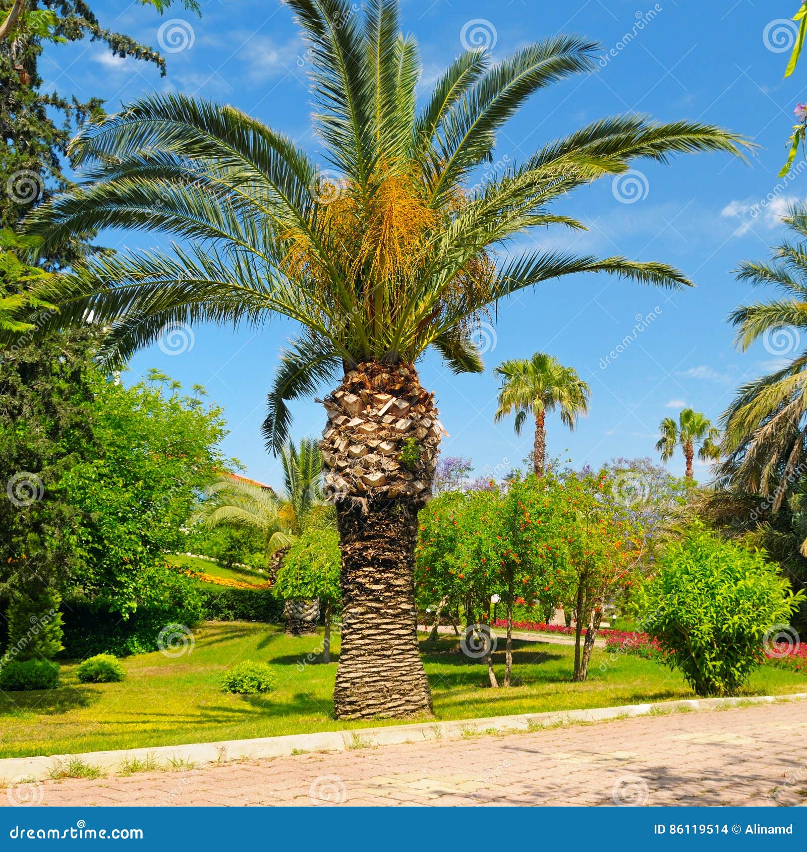 Tropical Garden with Palm Trees and Lawn Stock Photo - Image of botany ...
