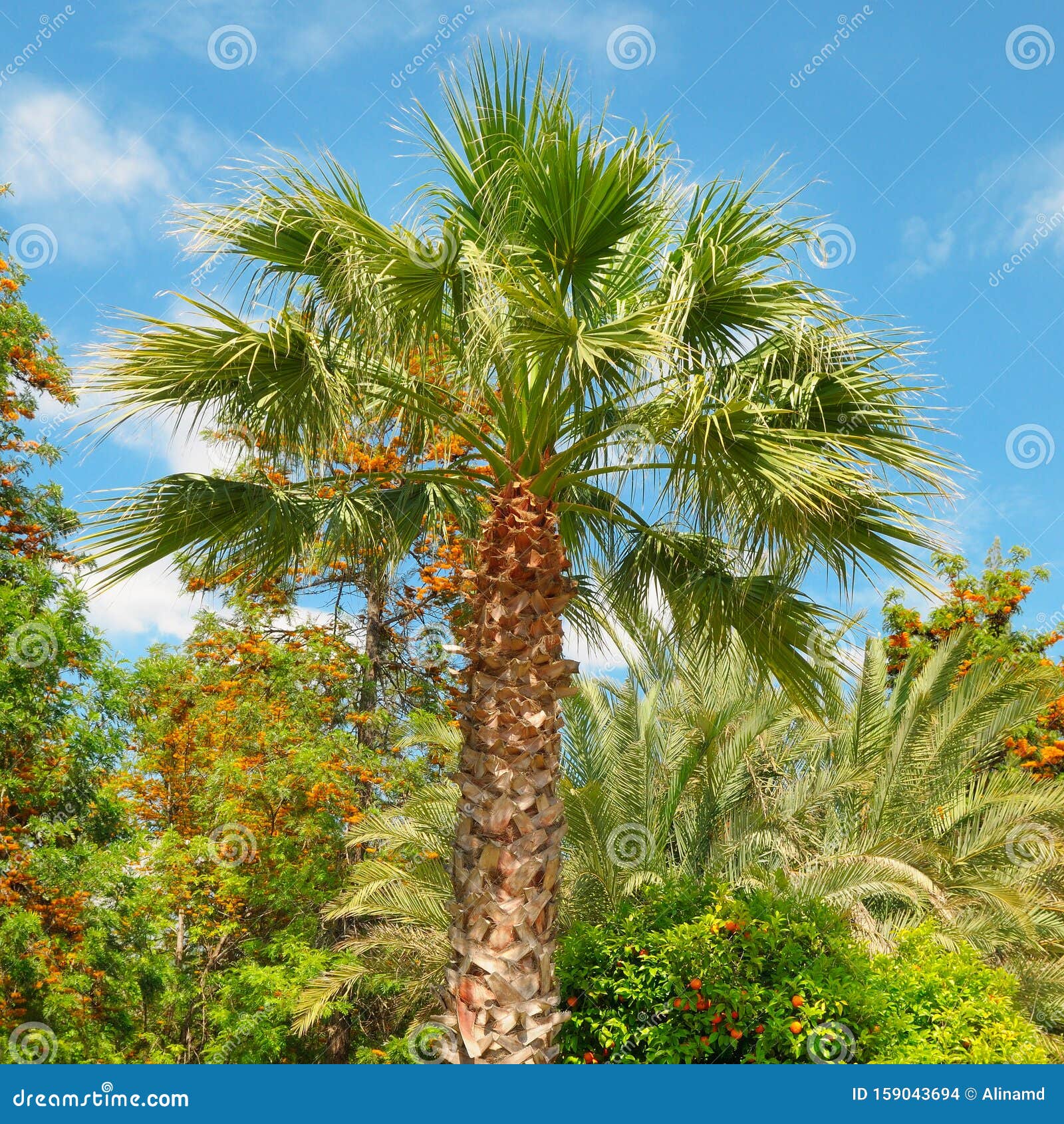 Tropical Garden with Palms and Orange Trees Stock Photo - Image of ...