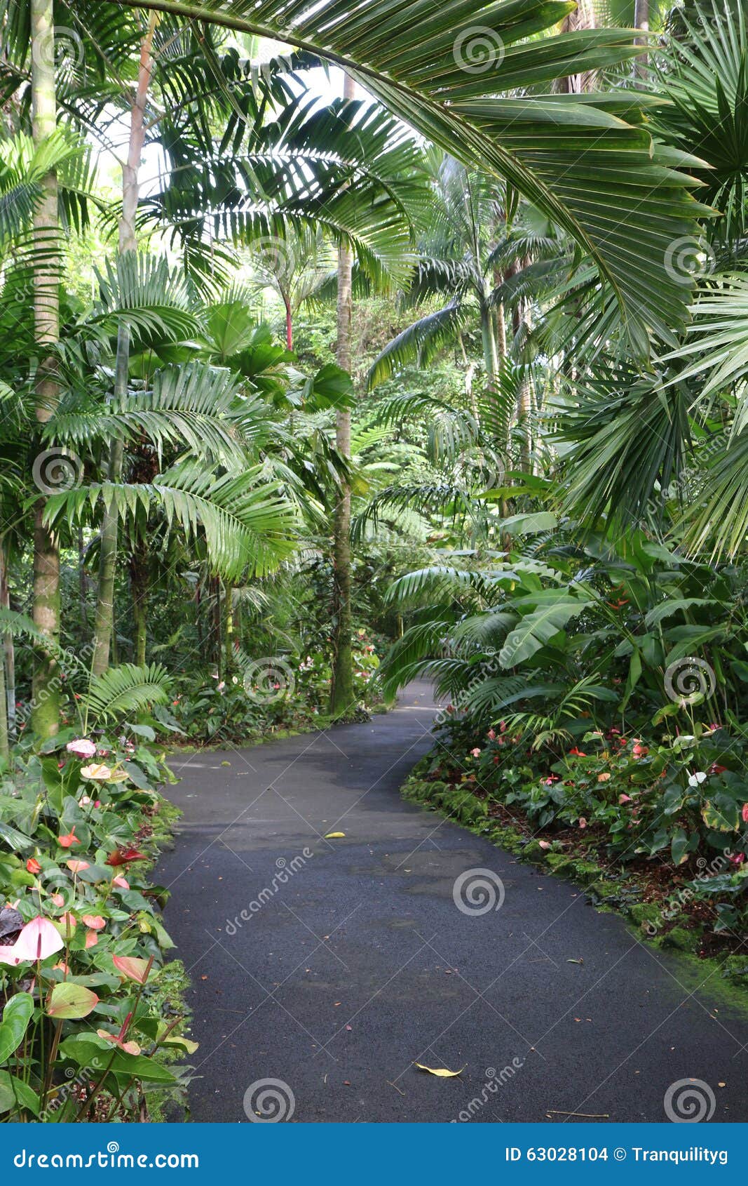 Tropical Garden Path stock photo. Image of trail, lush - 63028104
