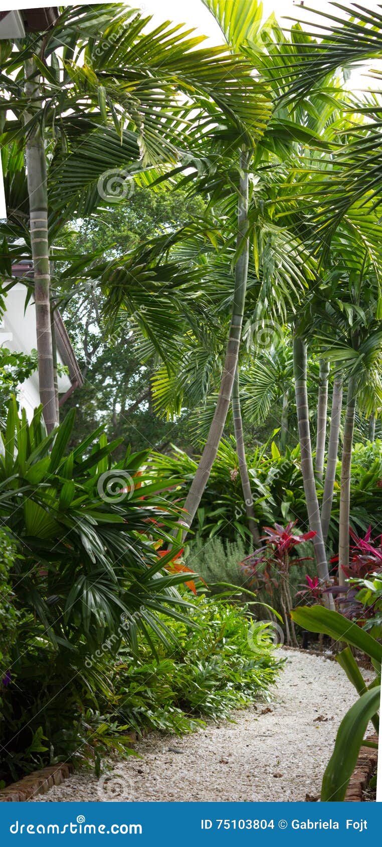 Tropical garden pathway stock photo. Image of palms, garden - 75103804