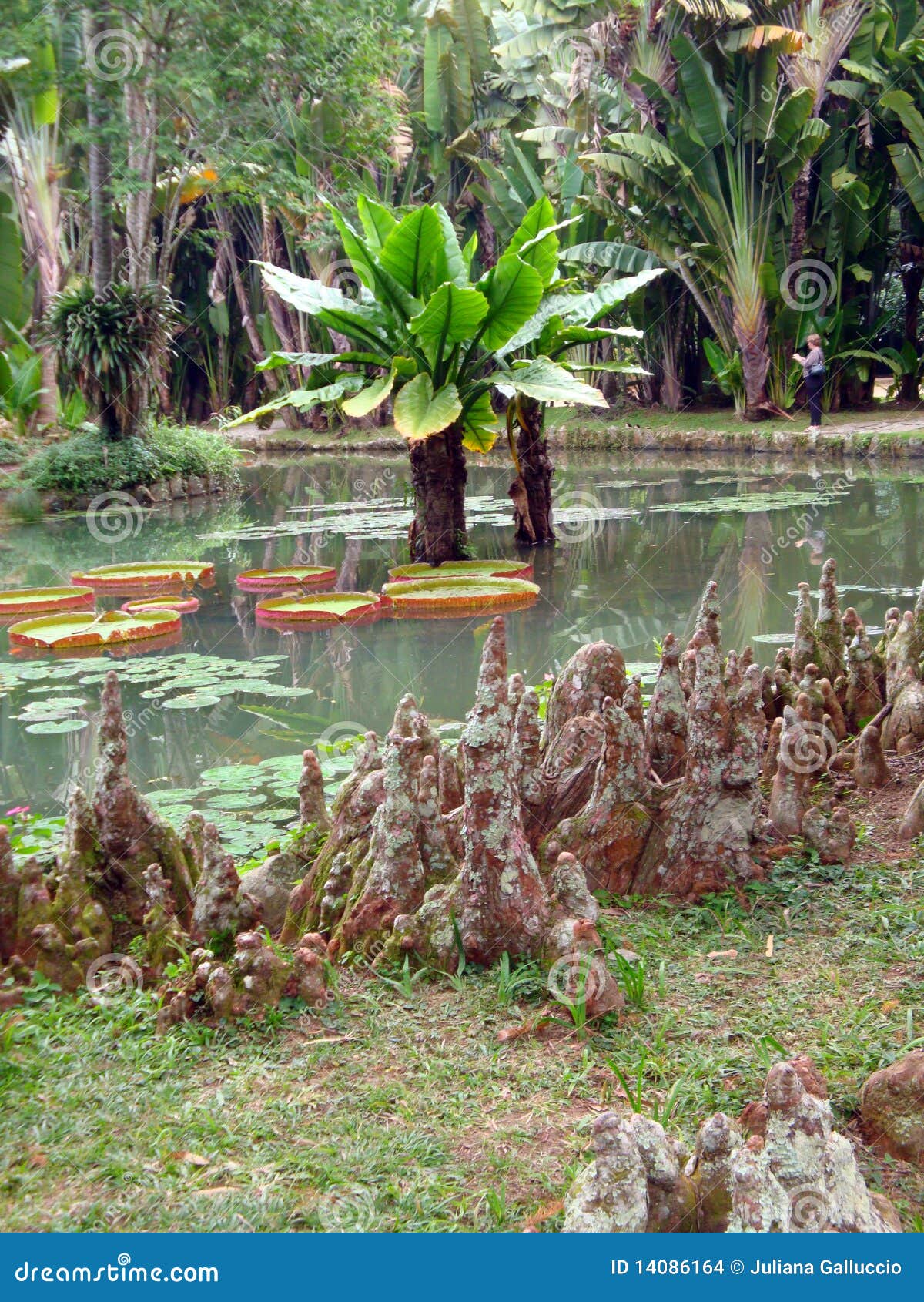 Tropical garden and pond stock photo. Image of woods - 14086164