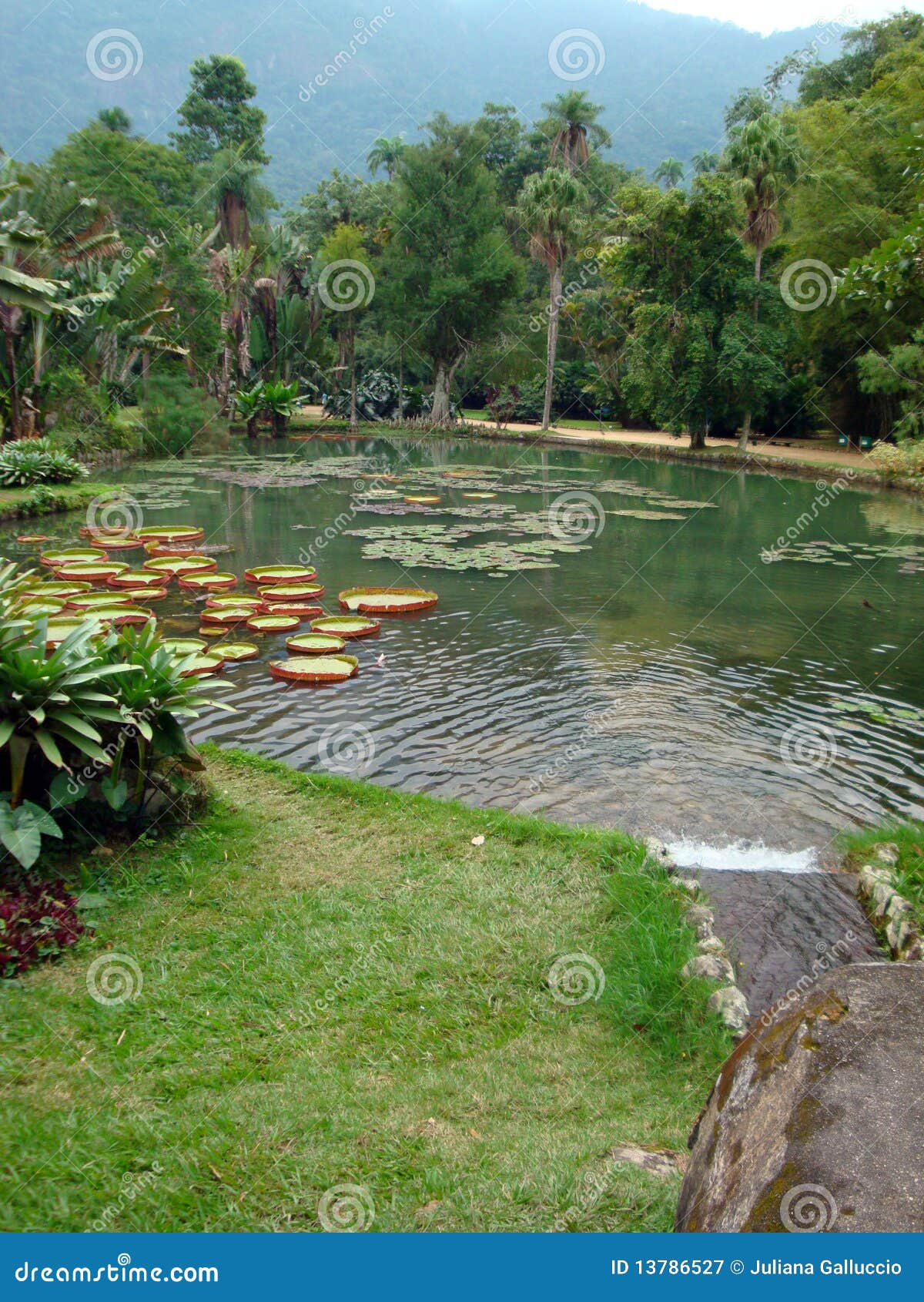 Tropical Garden Rio De Janeiro Editorial Photography - Image of trees ...