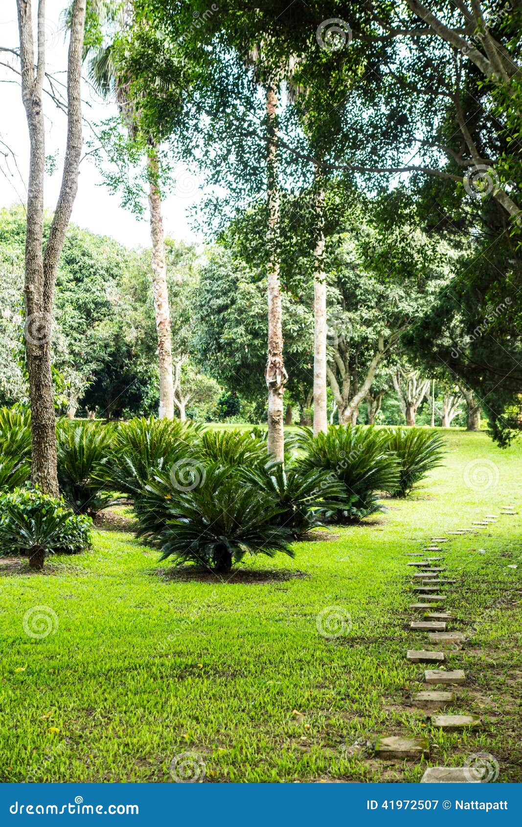 Tropical garden stock image. Image of leaves, river, outdoor - 41972507