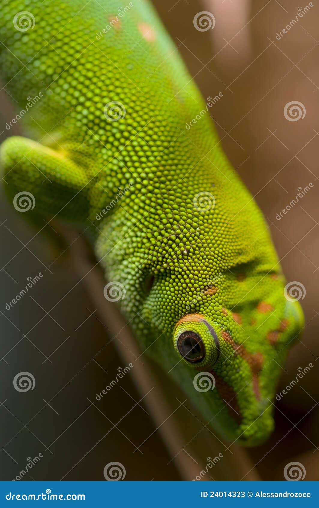 Tropical gecko stock image. Image of green, macro, geko - 24014323